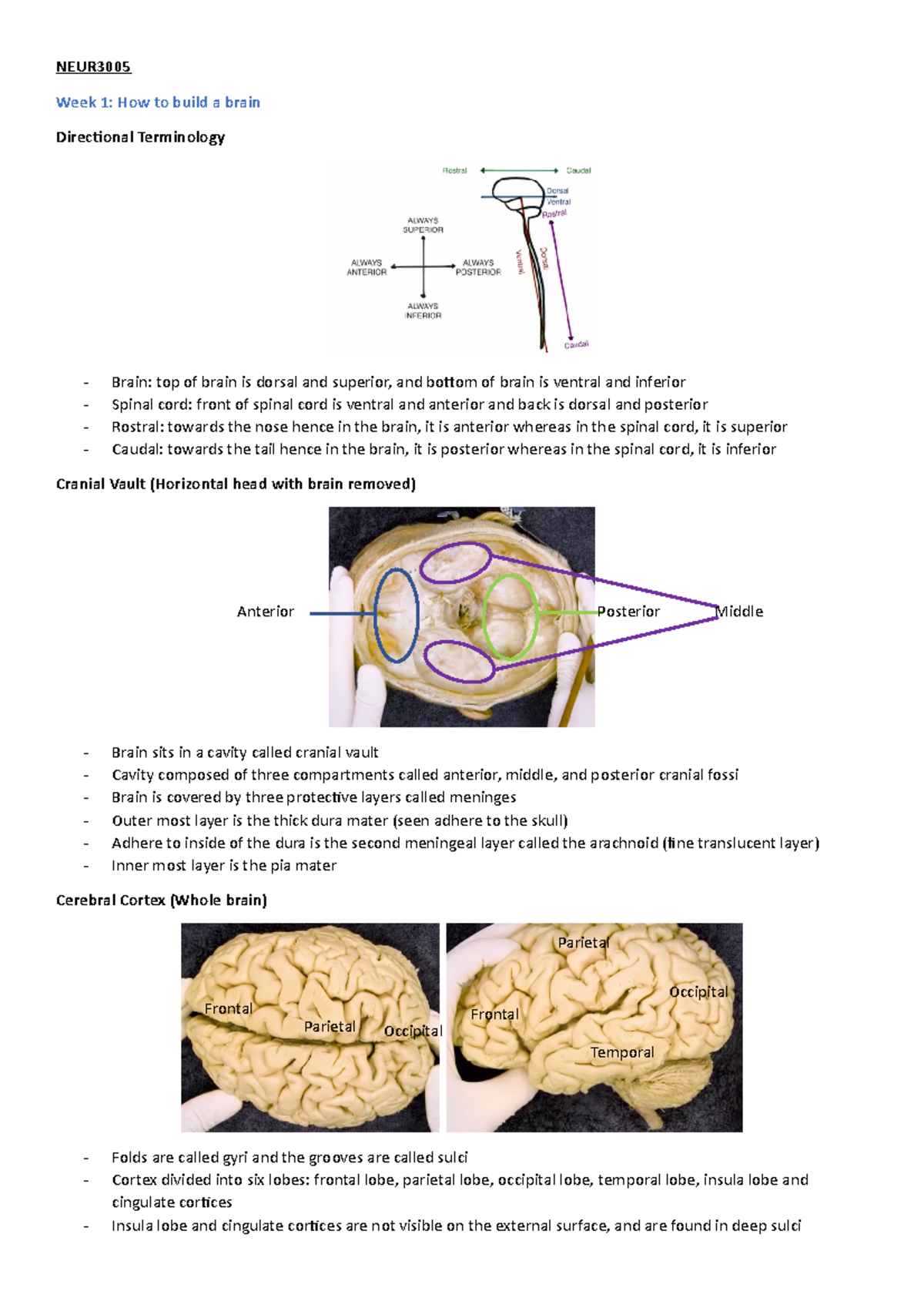 NEUR3005 Tutorial Notes Week 1-4 - NEUR Week 1: How to build a brain ...