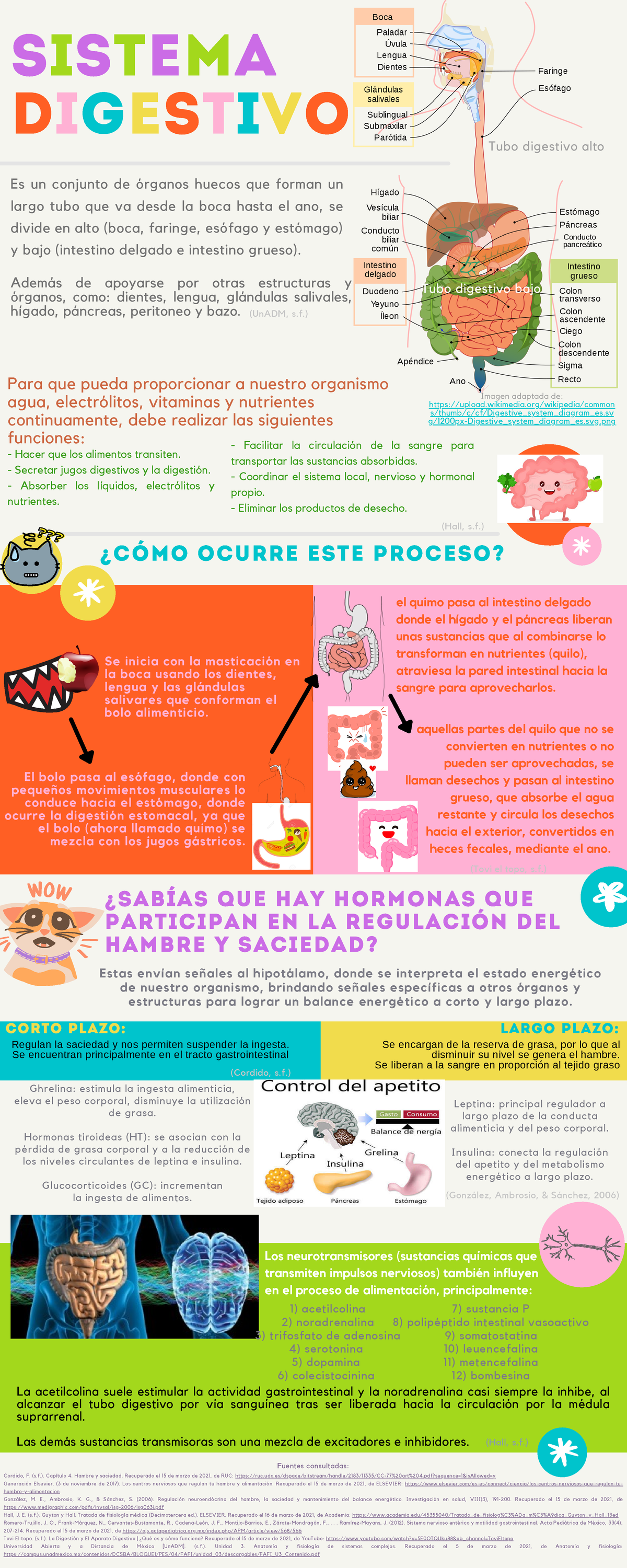 Sistema digestivo - aquellas partes del quilo que no se convierten en ...