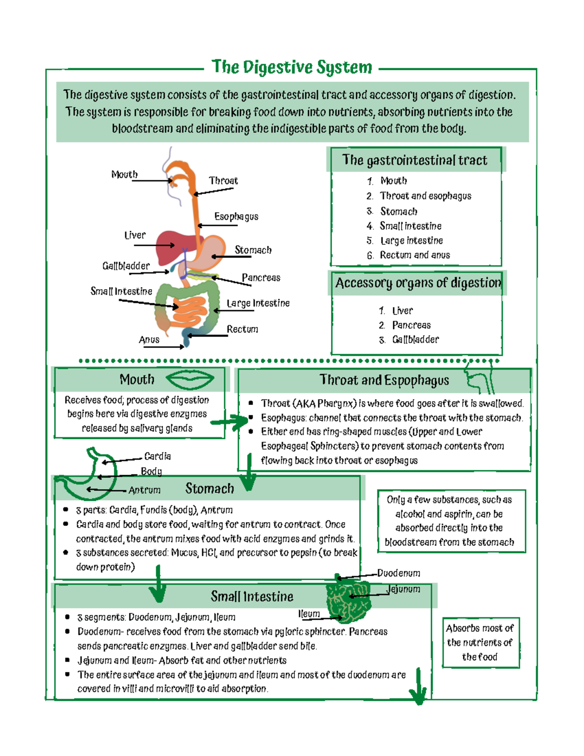 Gi system notes - The digestive system consists of the gastrointestinal ...
