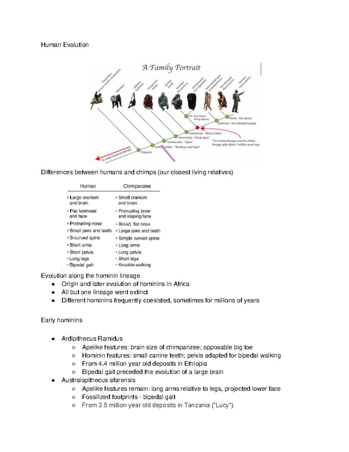 Human Evolution - Lecture notes - Human Evolution Differences between ...