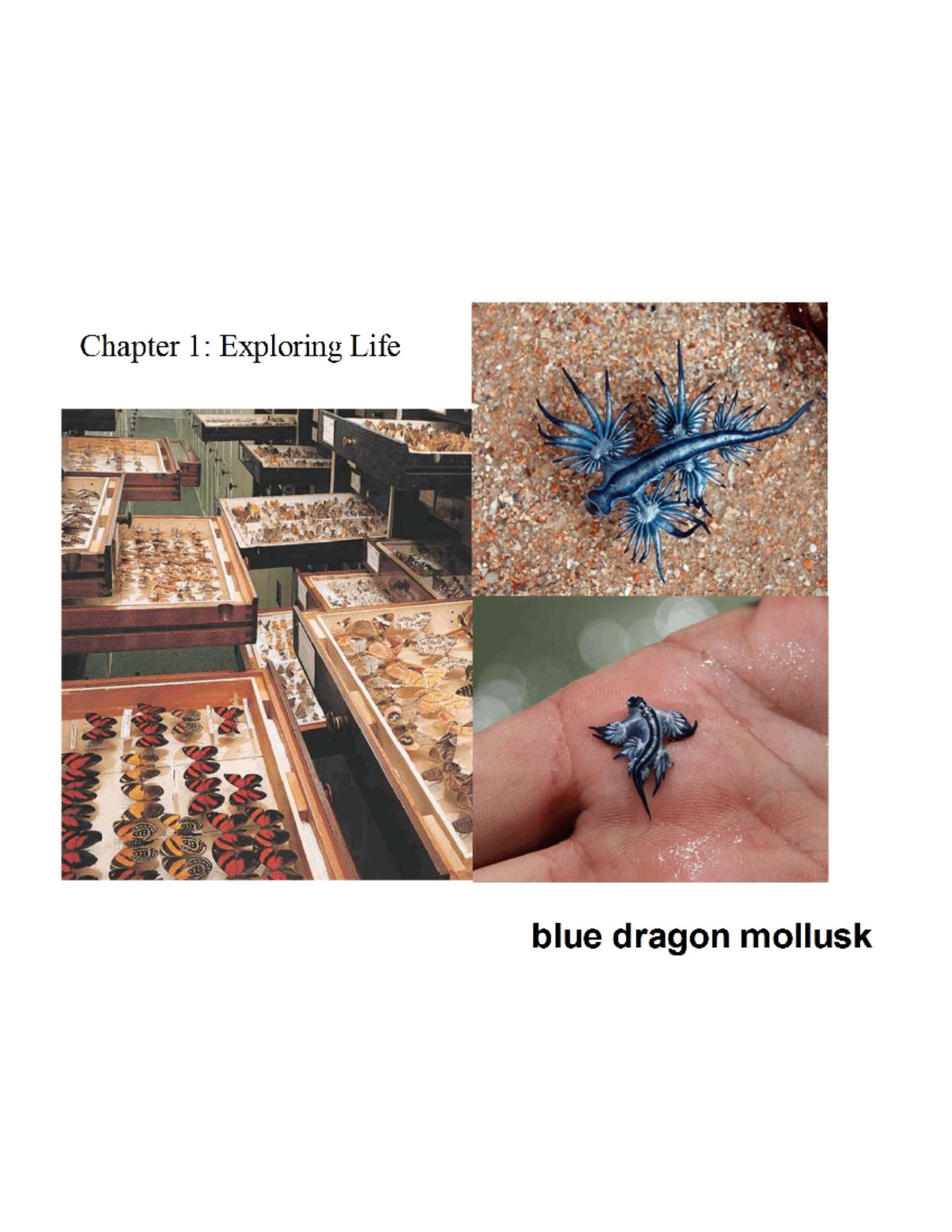 1 themes of biology - lol - Chapter 1: Exploring Life blue dragon ...