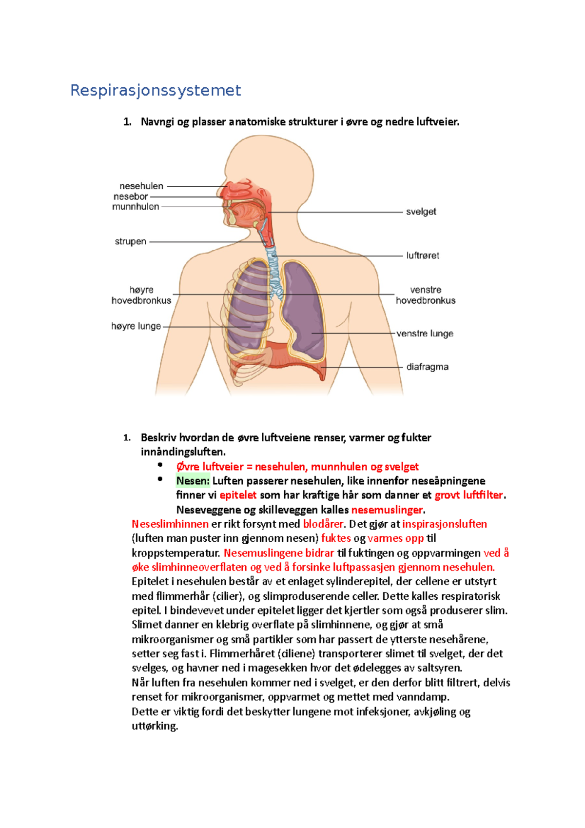 Respirasjonssystemet - Respirasjonssystemet Navngi og plasser anatomiske strukturer i øvre og ...