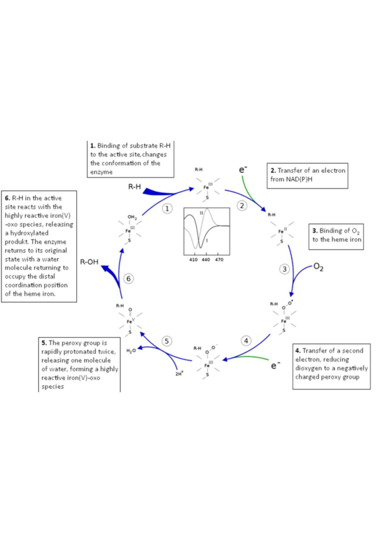 Phase 1 example - 1. Binding of substrate to the active site, changes ...