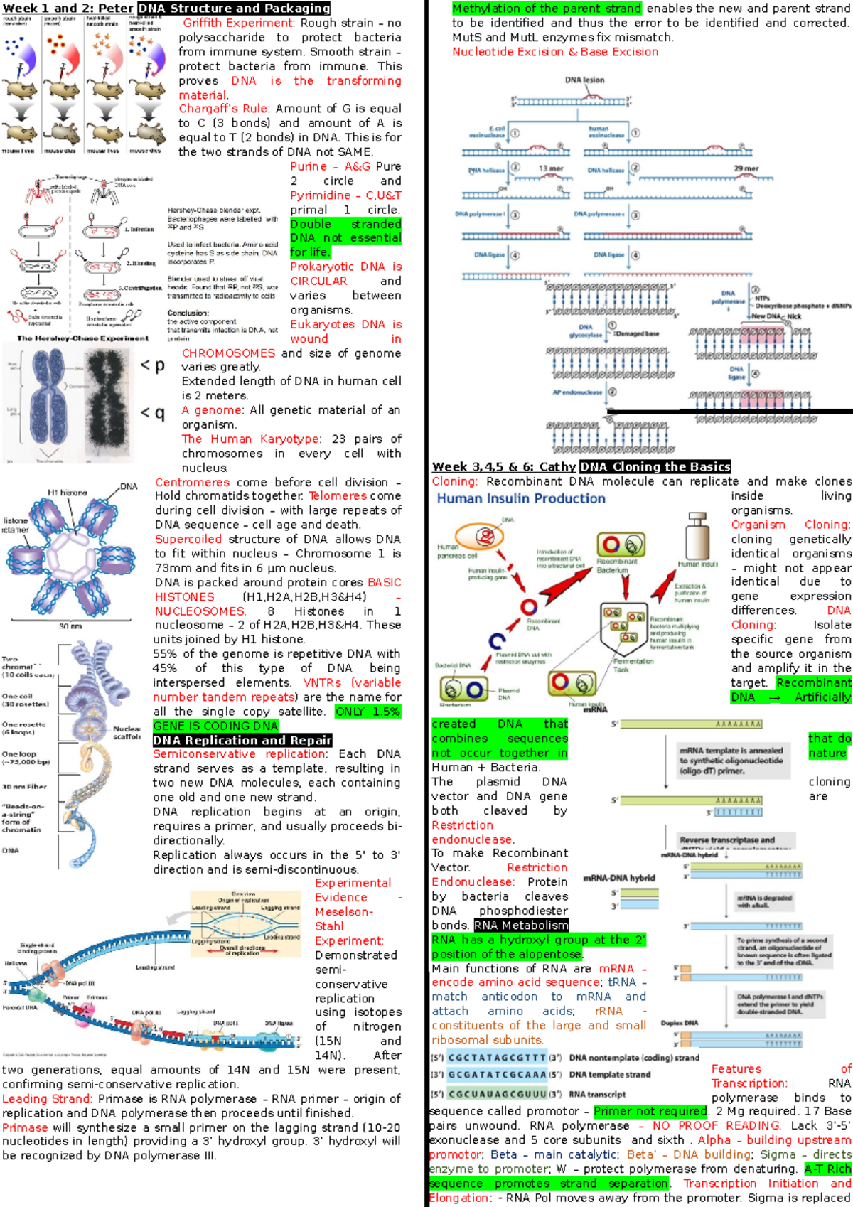 BIOL Cheat Sheet - Week 1 and 2: Peter DNA Structure and Packaging ...