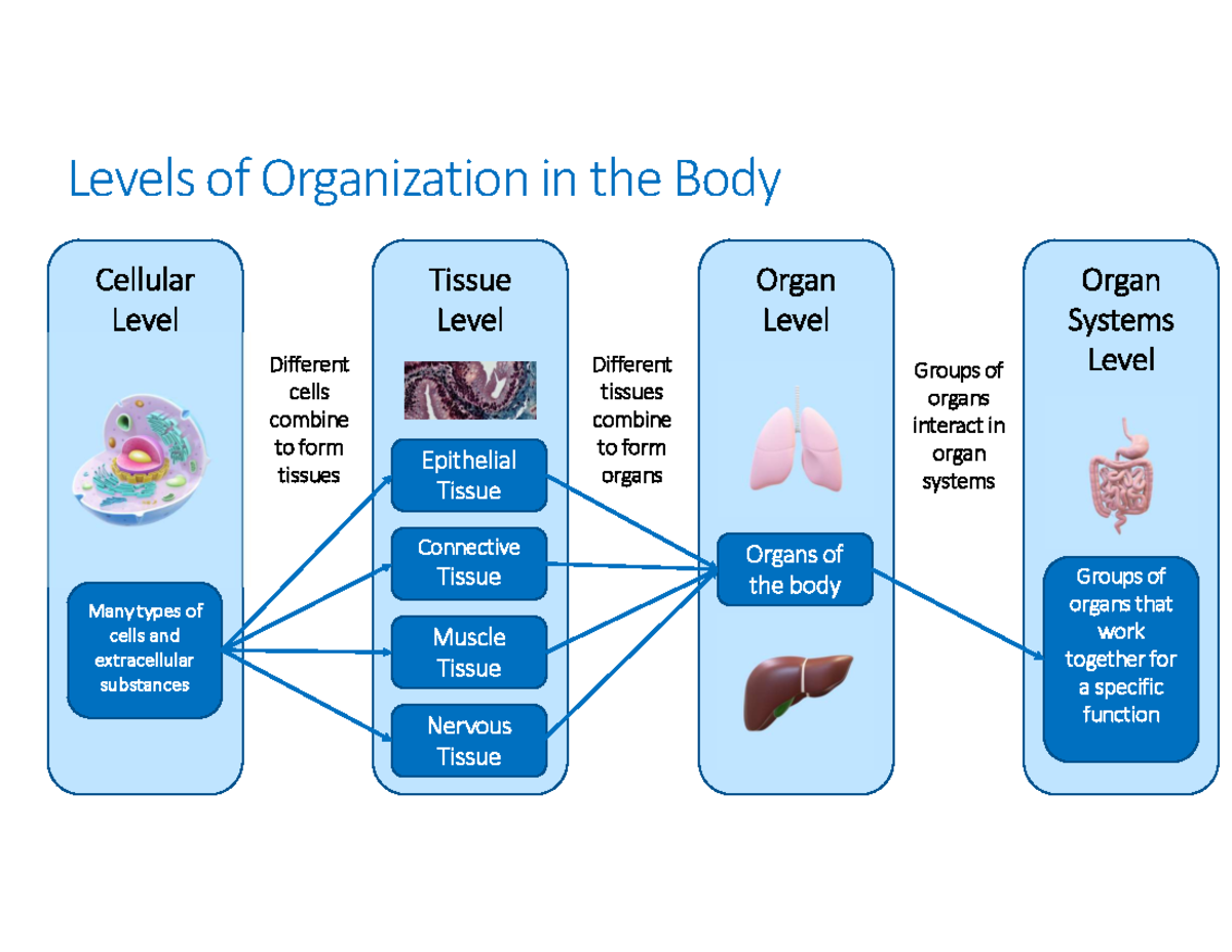 Lecture 1 Tissues - Levels of Organization in the Body Cellular Level ...