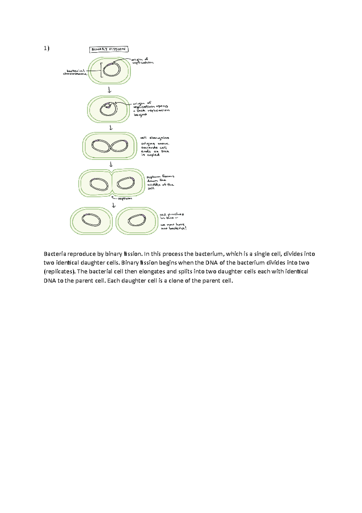 Bacteria reproduce by binary fission - In this process the bacterium ...