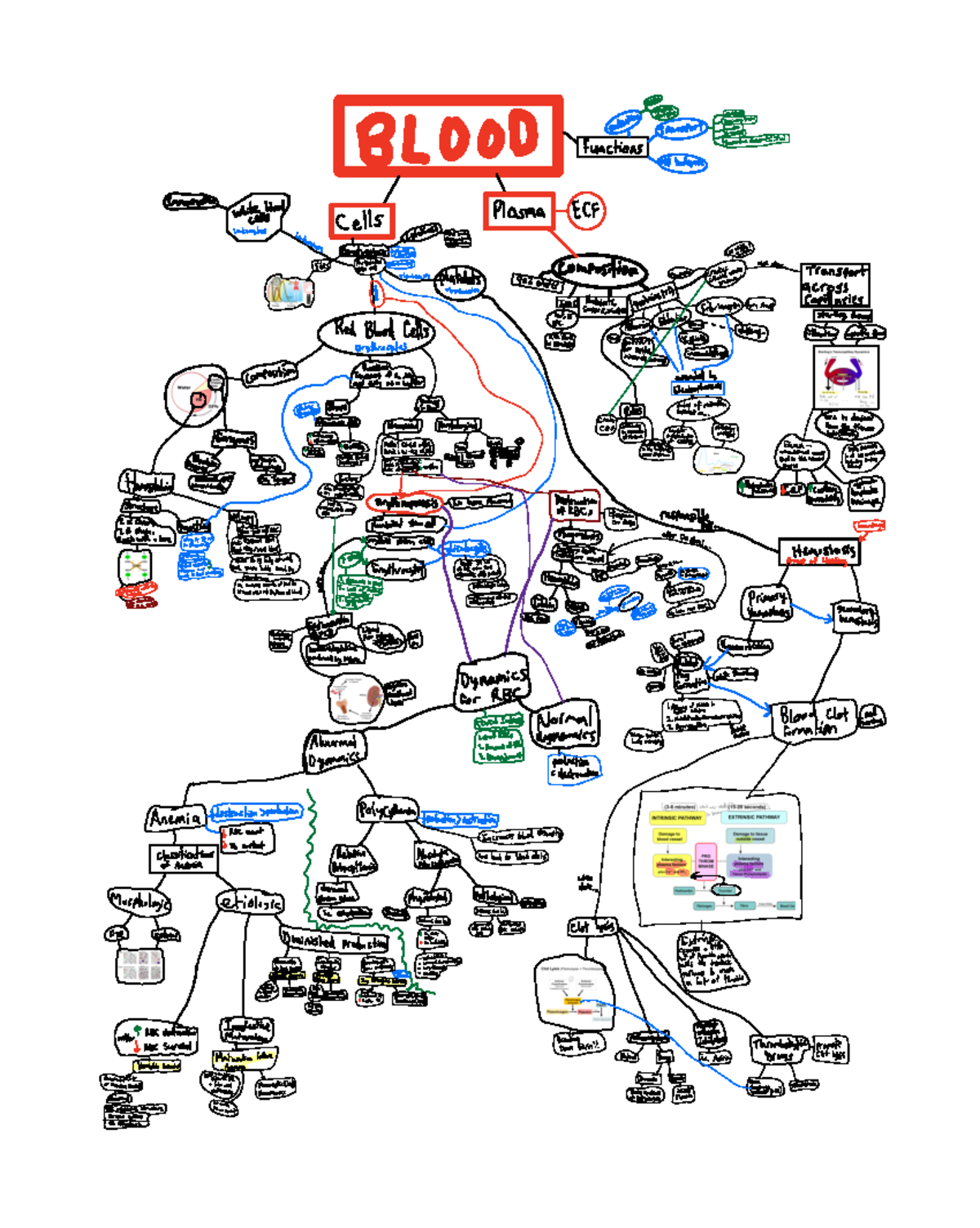 Blood mind map - A mind map of the section - BLOOD t.nii Cells ...