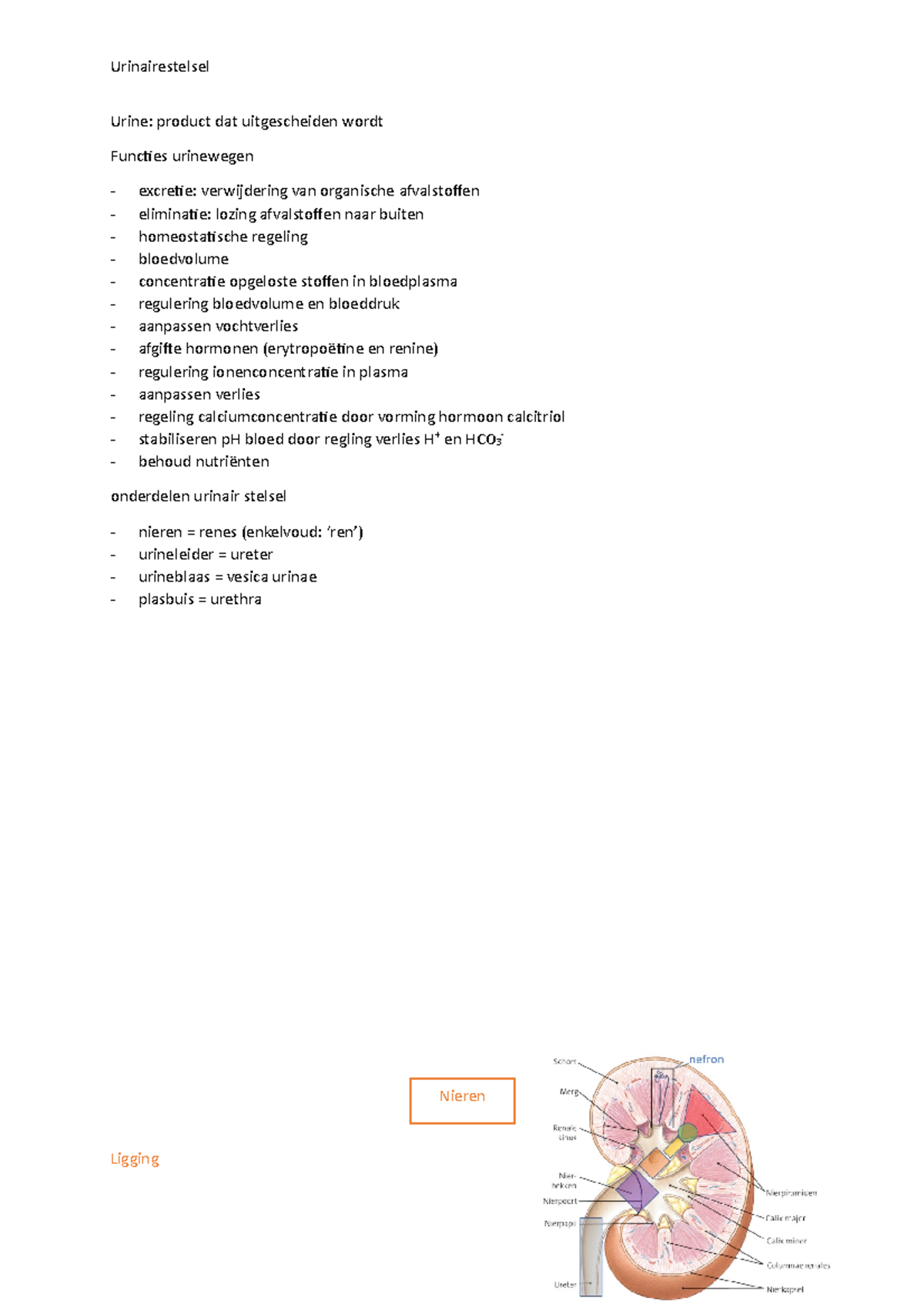 Urinairestelsel - Samenvatting Anatomie - Urine: product dat ...