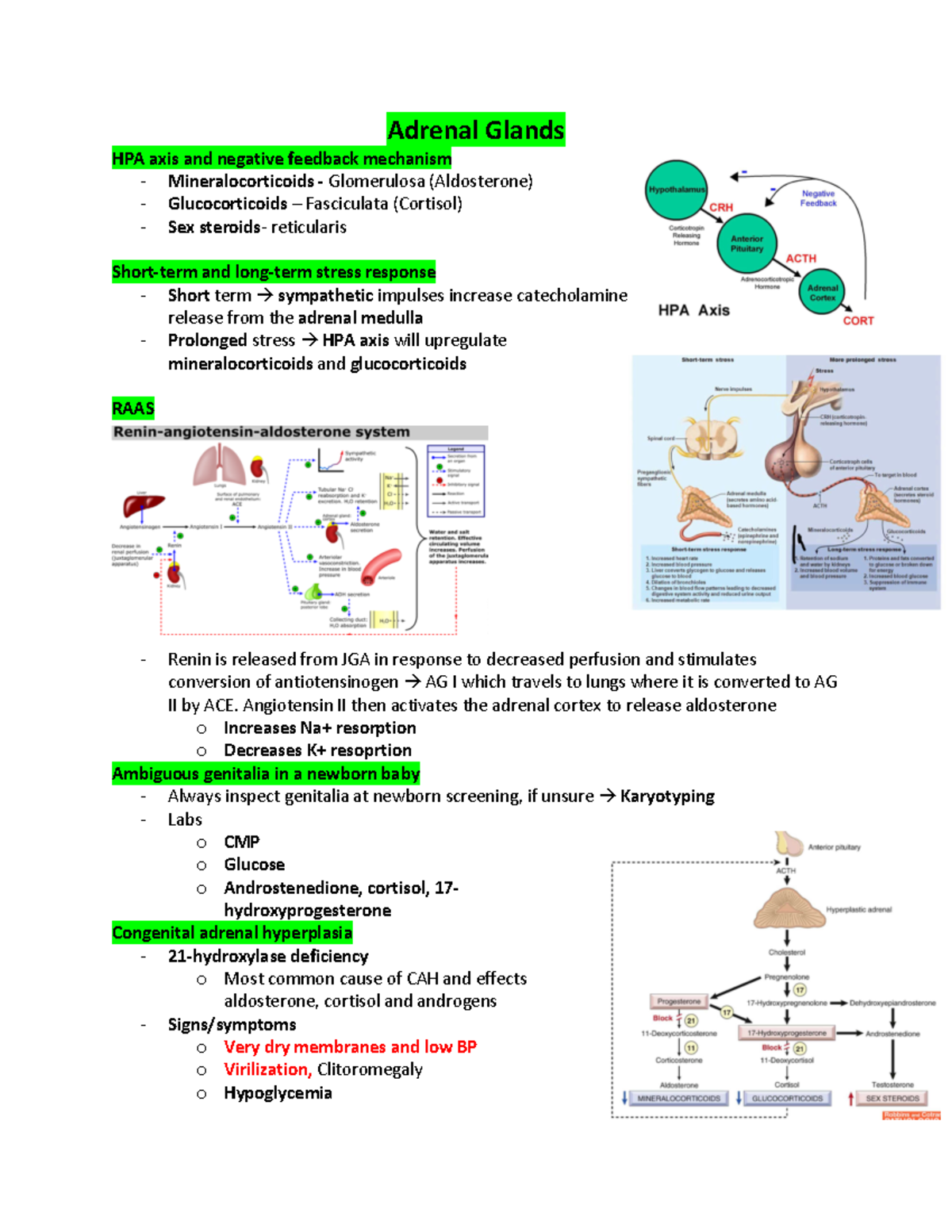Endo Repro Clinical - Adrenal Glands HPA axis and negative feedback ...