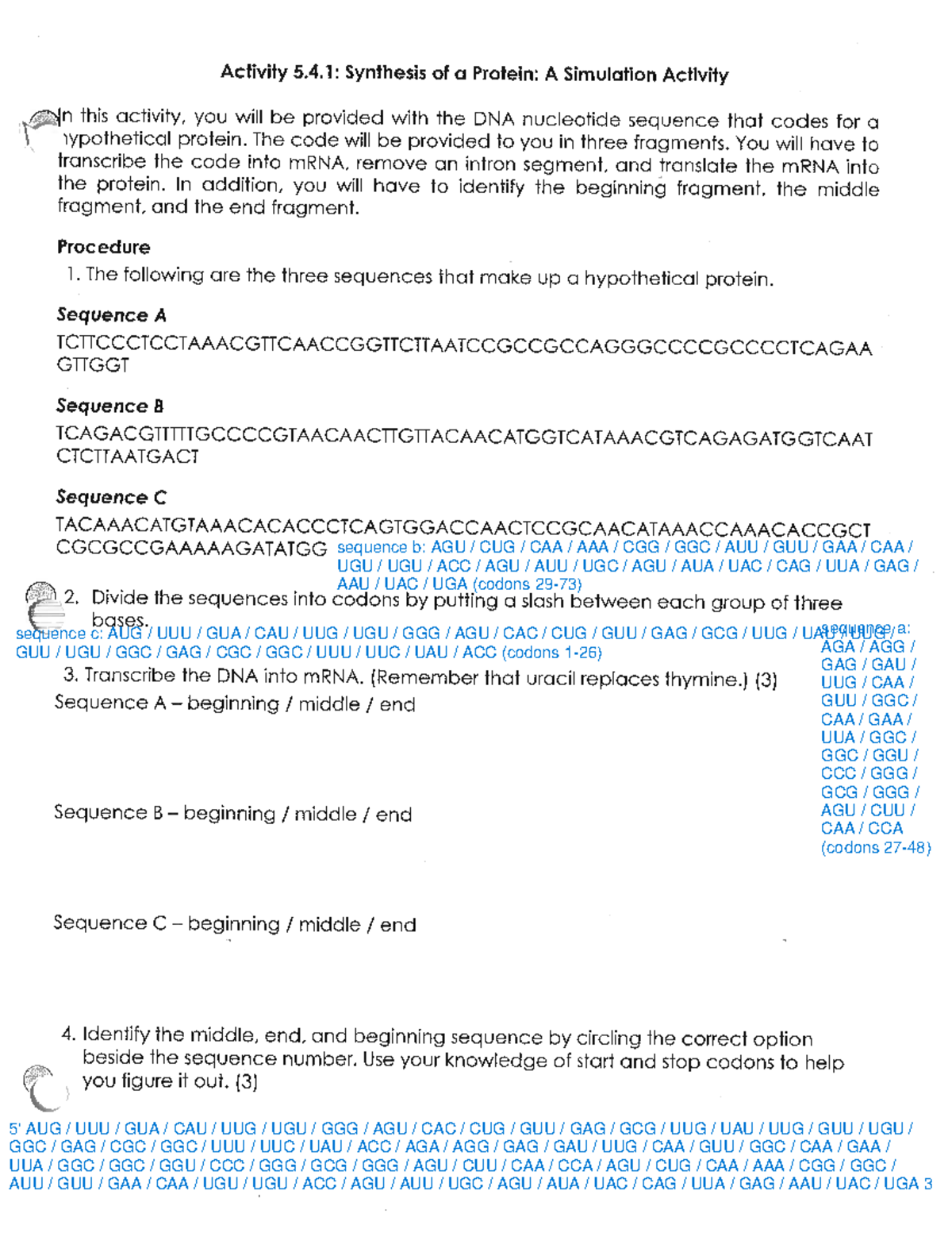 Synthesis of a Protein Assn - Studocu