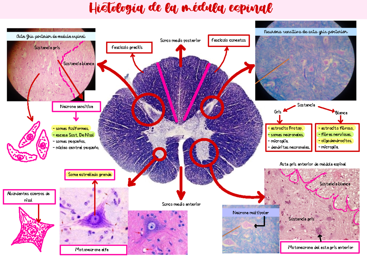 Manual - Histología de la médula espinal Asta Gris posterior de medula ...