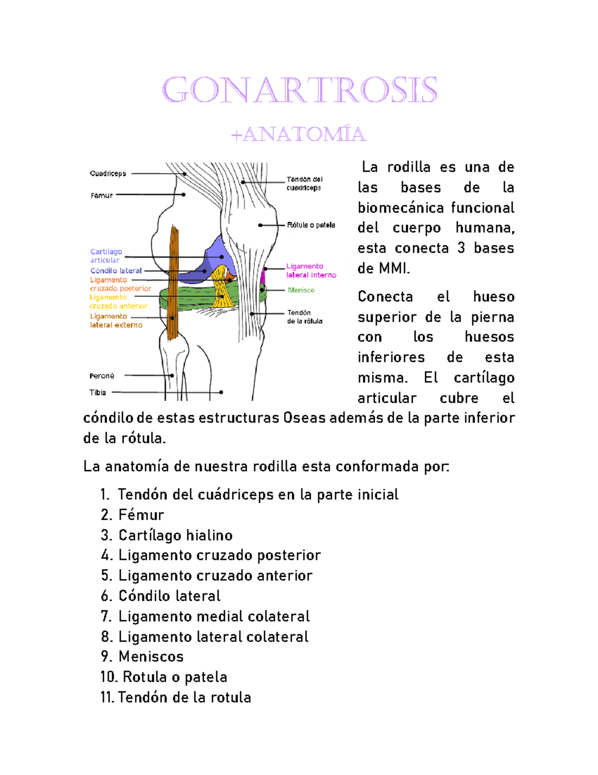 Gonartrosis - Gonartrosis +anatomía La rodilla es una de las bases de ...