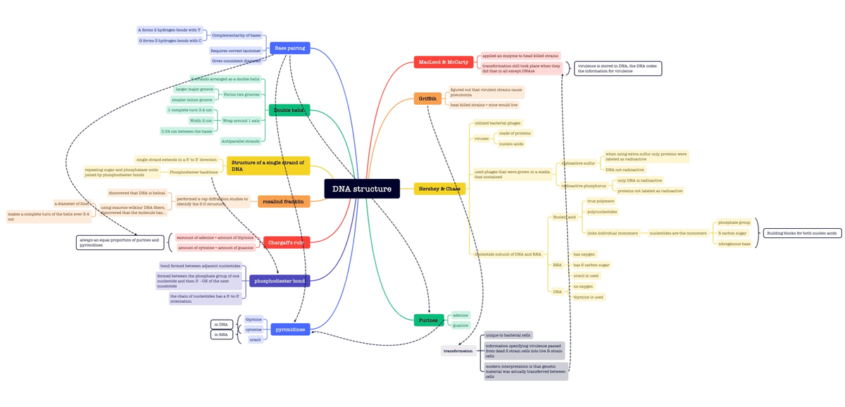 DNA structure - mind map on DNA struture - BIOL 1402 - Studocu