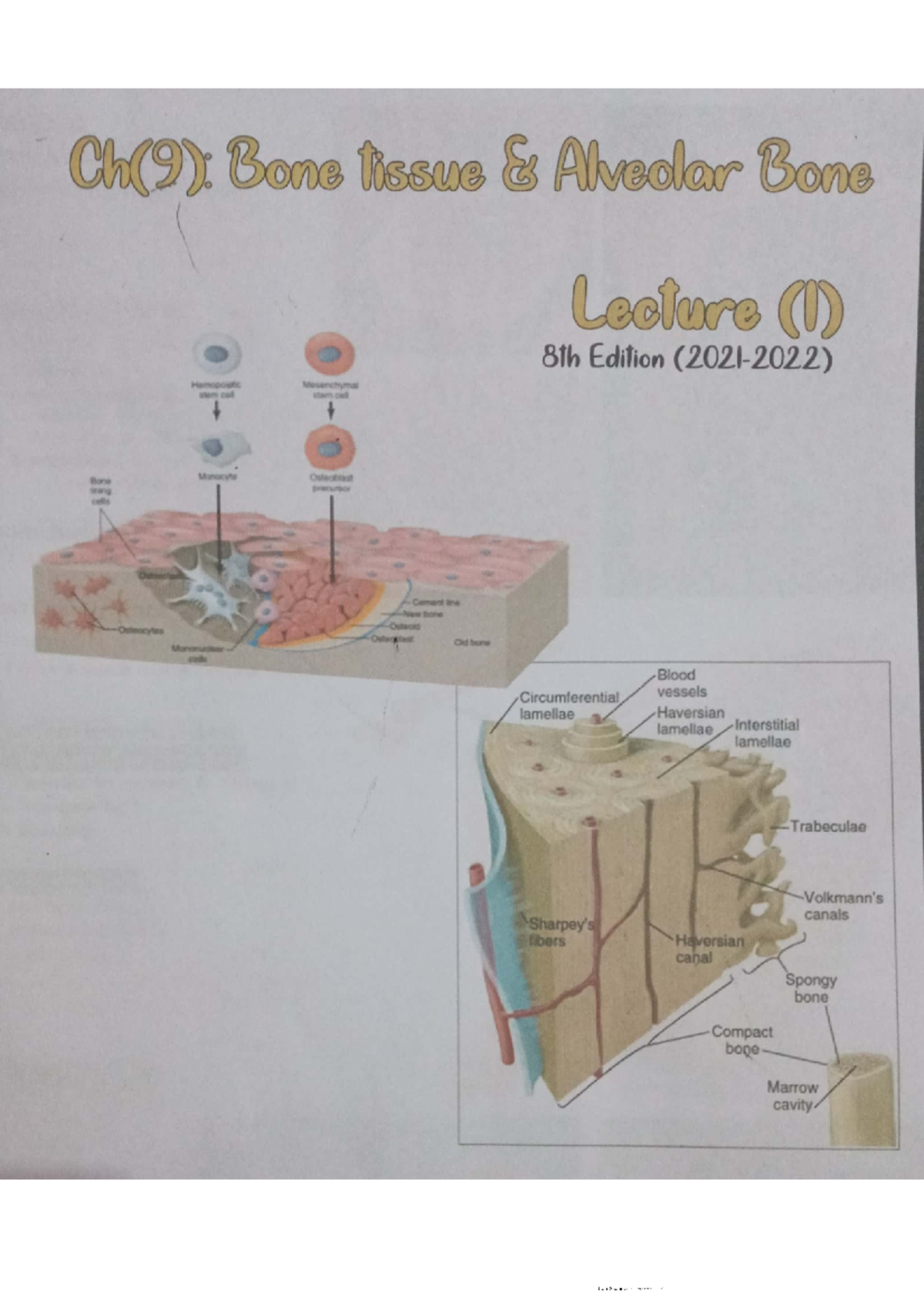 Bone 1 - Oral biology - Oral Biology I - Studocu