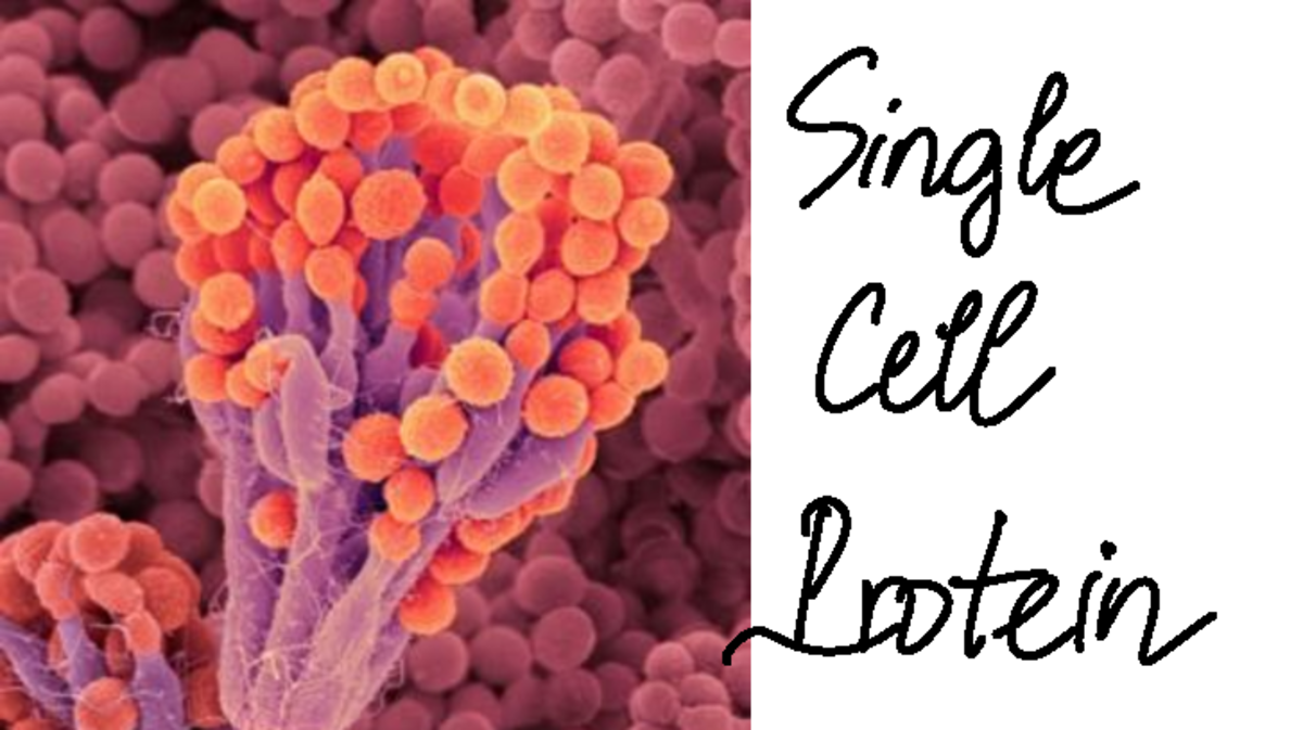 Single cell protein 2021 - Single Cell Protein Single cell Interim Tell ...