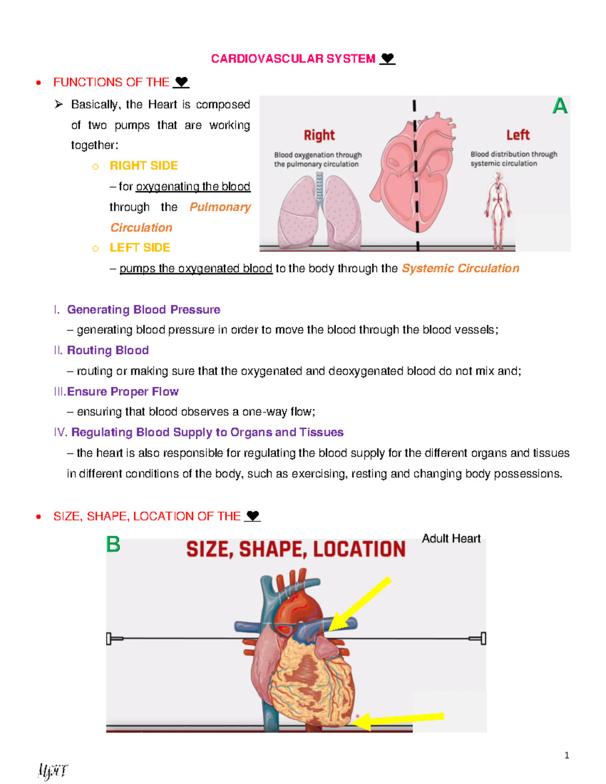 Cardiovascular System - CARDIOVASCULAR SYSTEM ♥️ • FUNCTIONS OF THE ♥️ ...