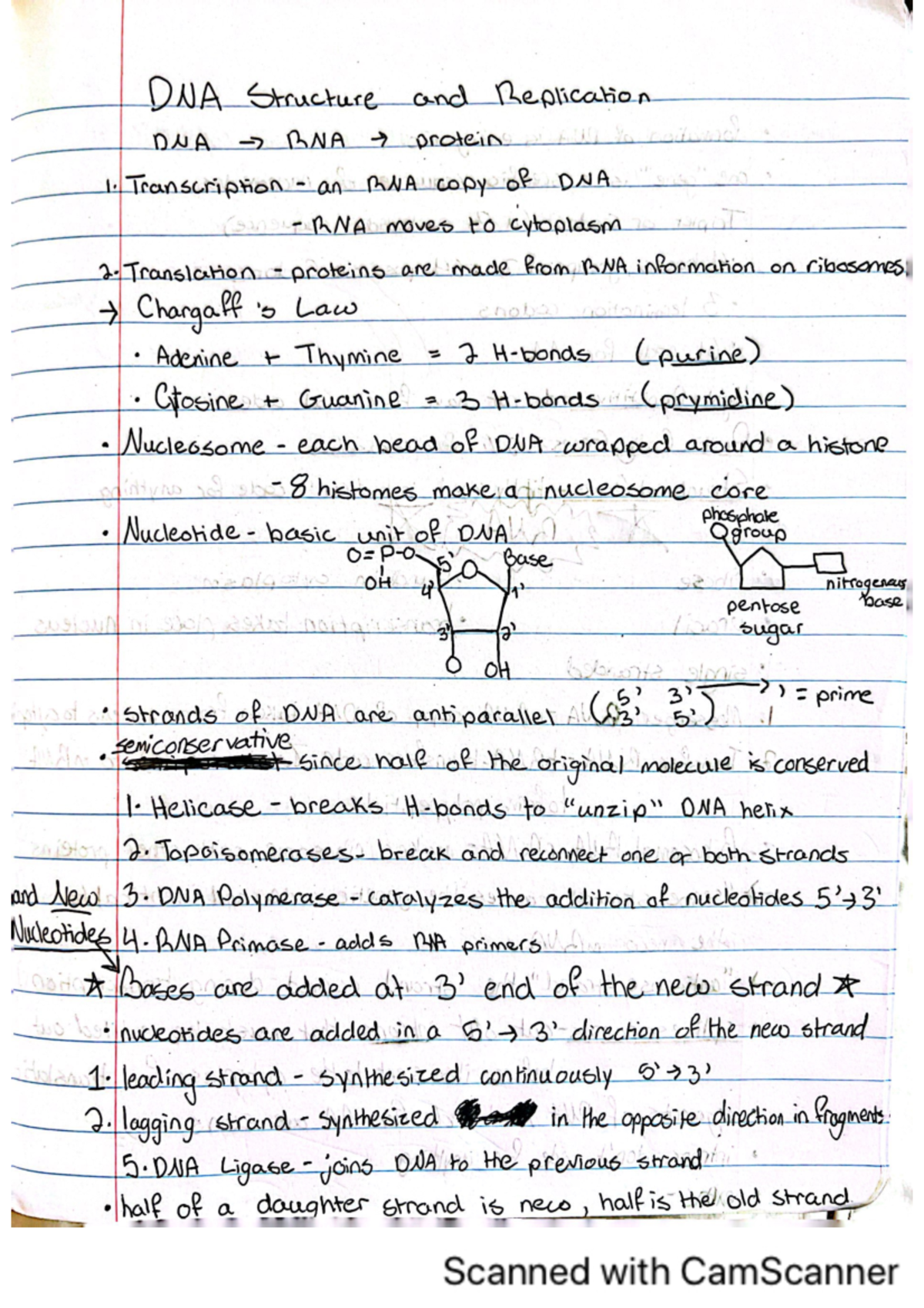 Ap biology - Covers DNA structure and replication, operons, gel ...