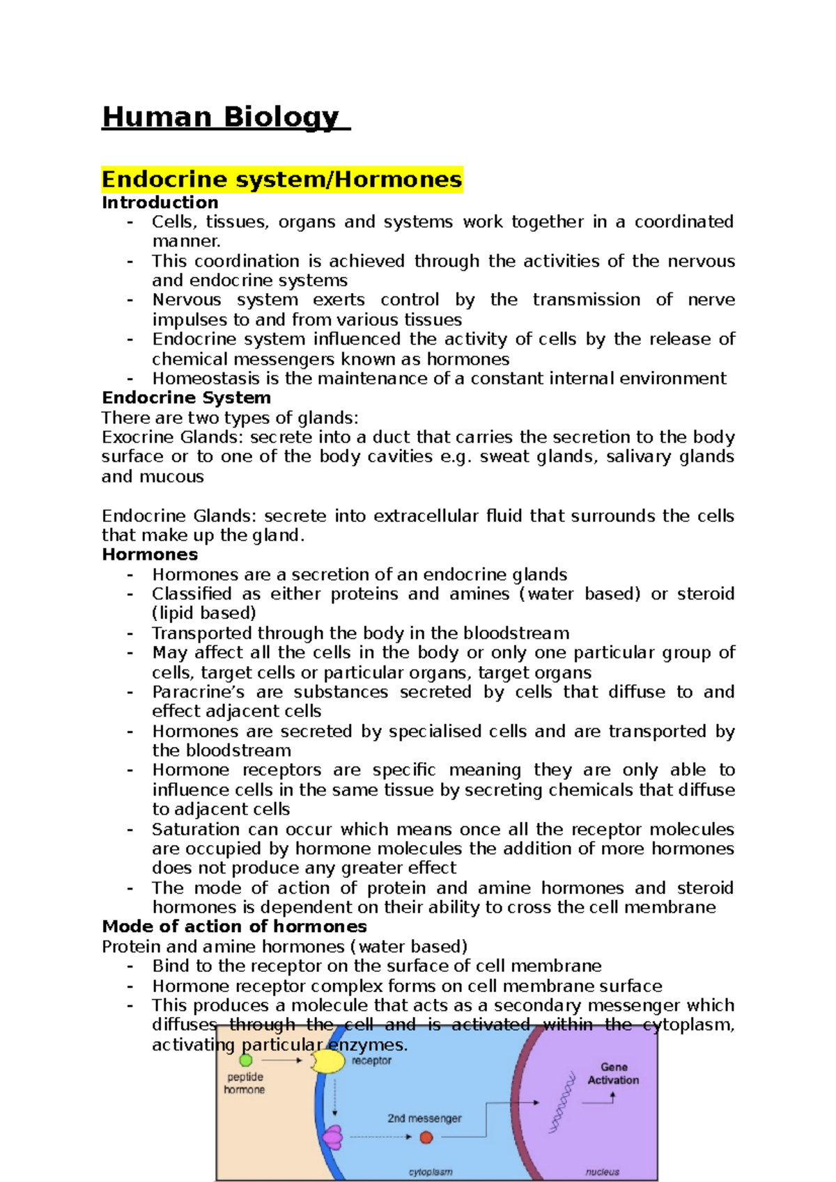 Human Biology Overall Course Notes - Human Biology Endocrine system ...