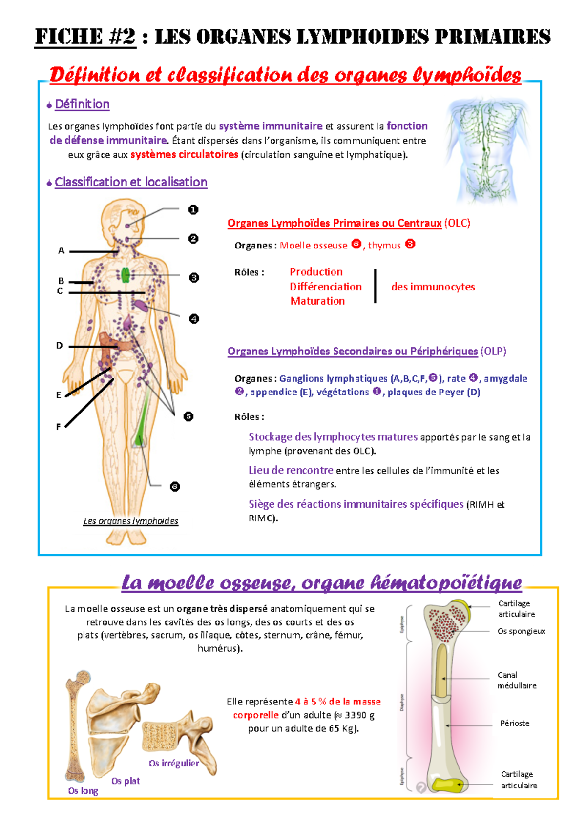 Fiche #2 Les organes lymphoïdes primaires - FICHE # 2 : LES ORGANES ...