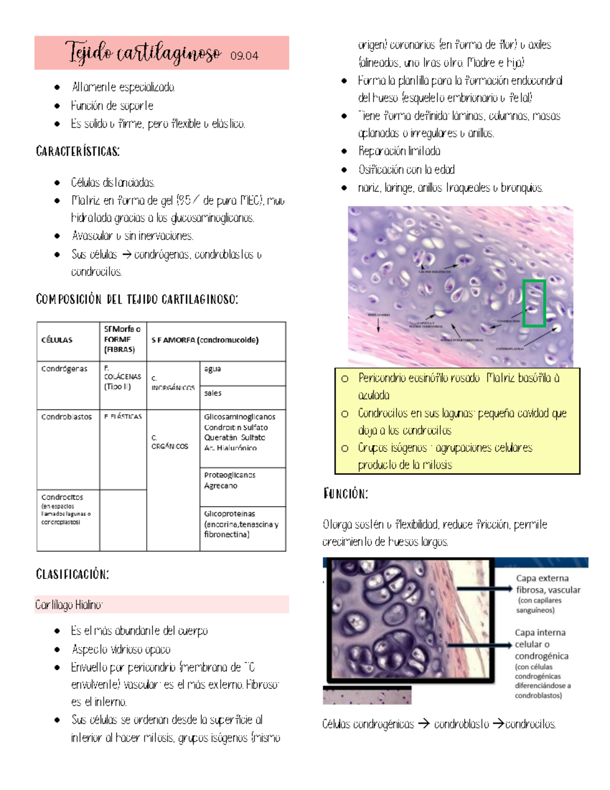 Tejido cartilaginoso histologia - Altamente especializado. Función de ...
