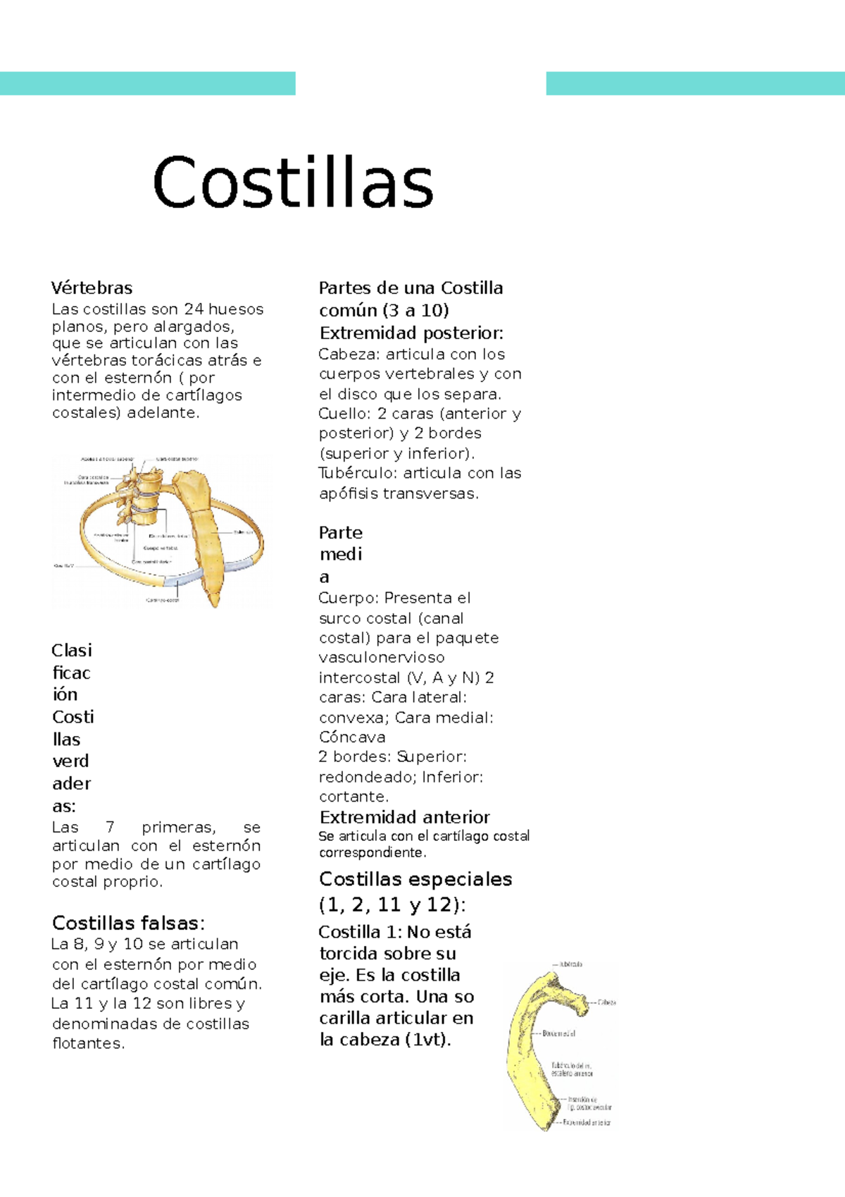 6 Costillas - . Costillas Vértebras Las costillas son 24 huesos planos ...