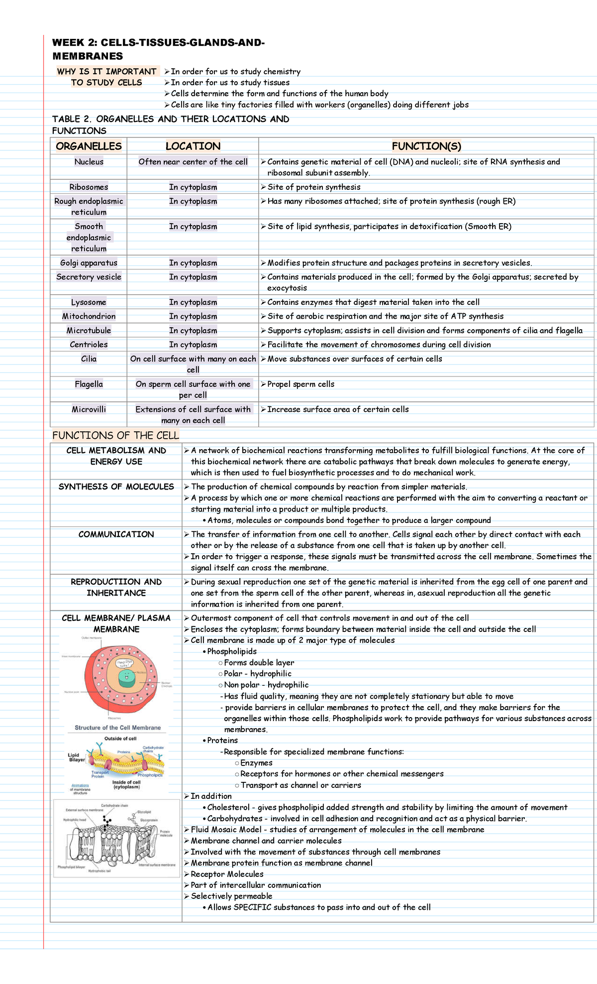 WEEK 2 Cells - STUDY REVIEWER - WEEK 2: CELLS-TISSUES-GLANDS-AND ...