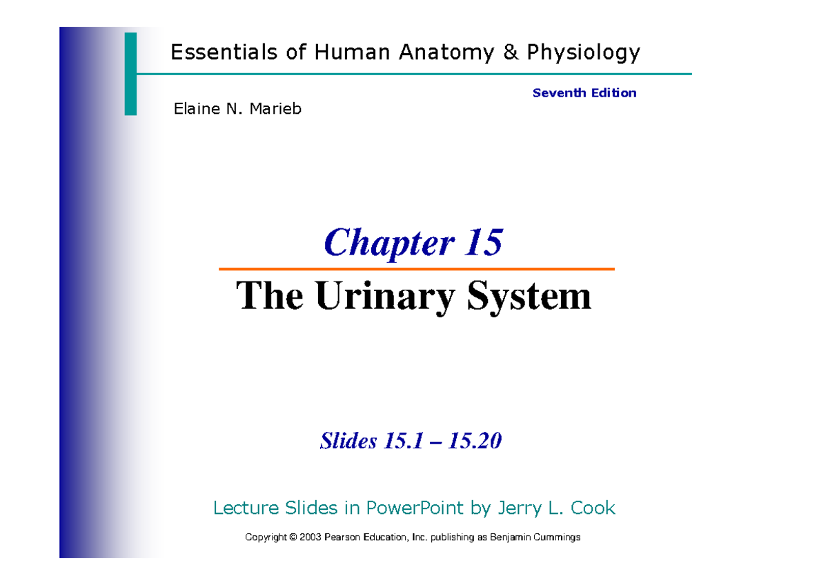 Urinary-System - Anatomy and Physiology - Essentials of Human Anatomy ...