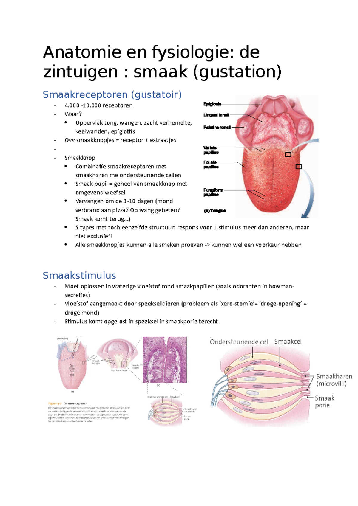 Samenvatting smaak - Anatomie en fysiologie: de zintuigen : smaak ...