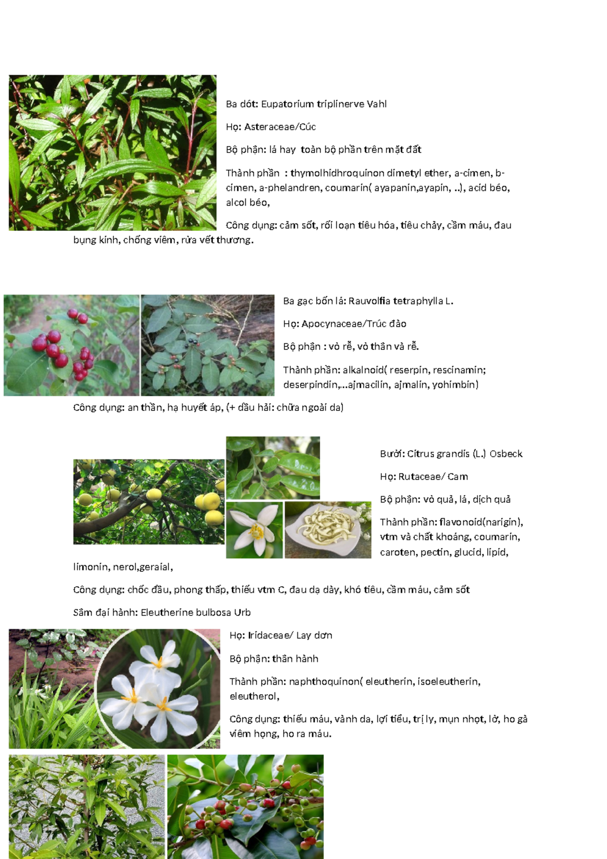 Ba dót - hay lm mnh - Ba dót: Eupatorium triplinerve Vahl Họ ...