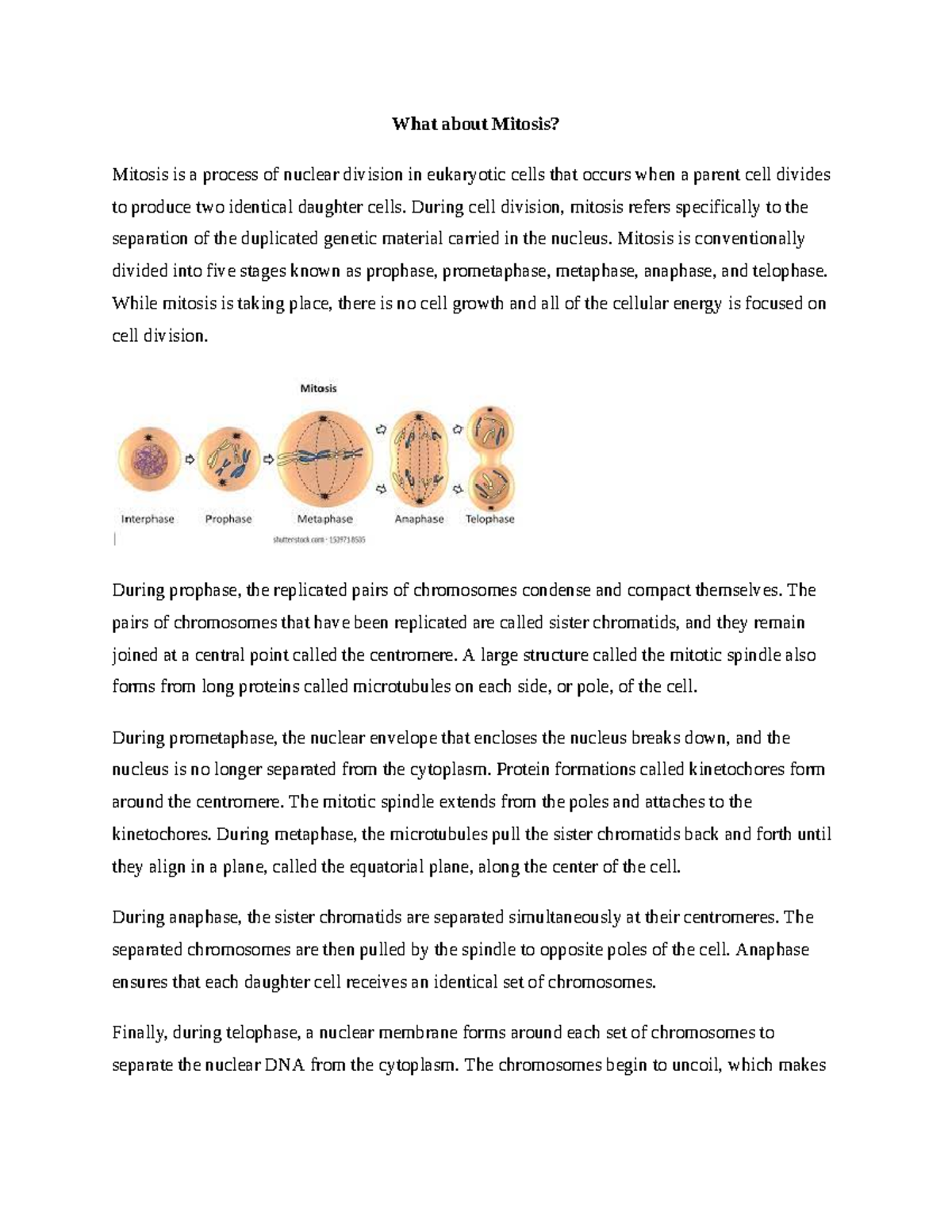 Studocu Mitosis - Google Docs - What about Mitosis? Mitosis is a process of nuclear division in ...