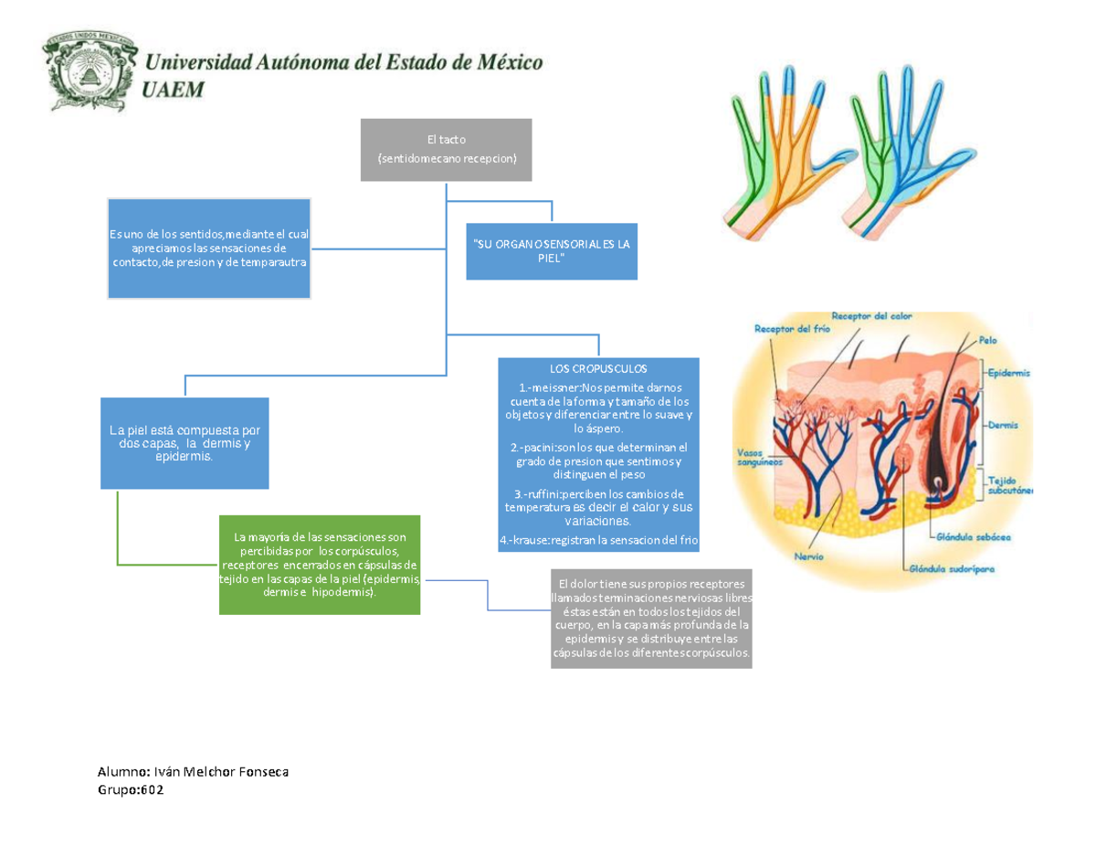 mapa conceptual del Tacto - Alumno: Iv·n Melchor Fonseca Grupo: El ...