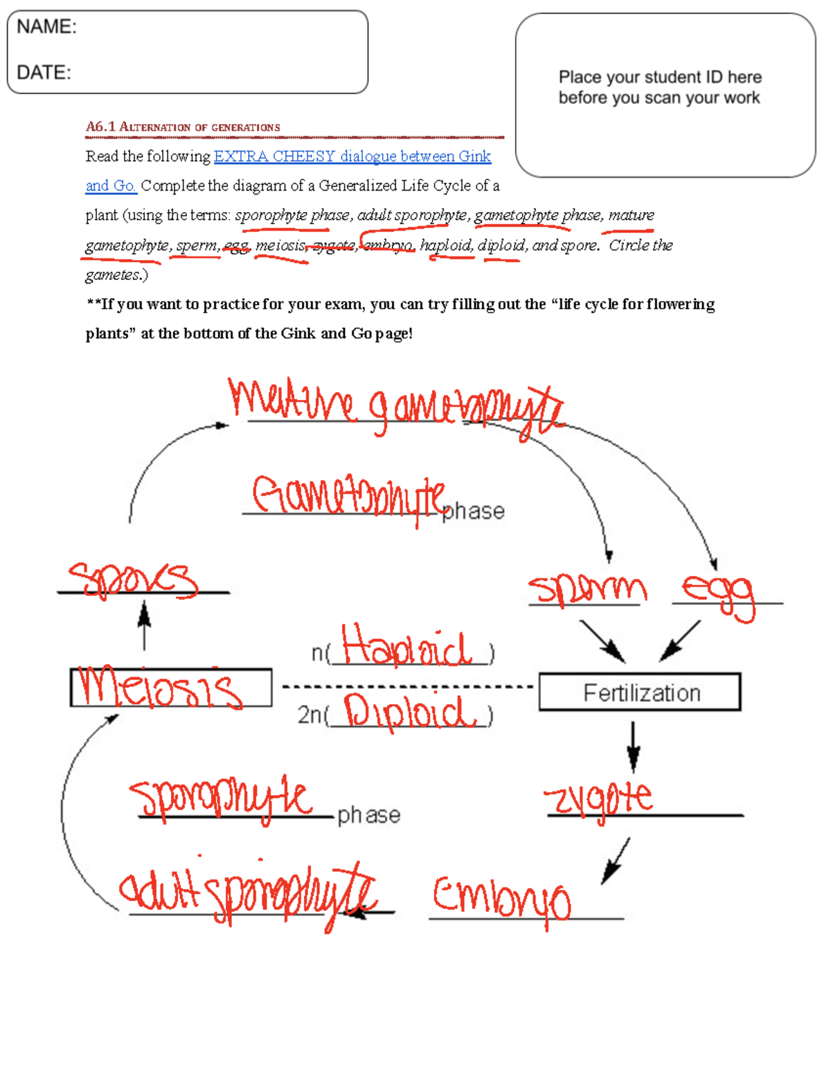 A6.1 - alternation of generations - A 6. 1 ALTERNATION OF GENERATIONS ...