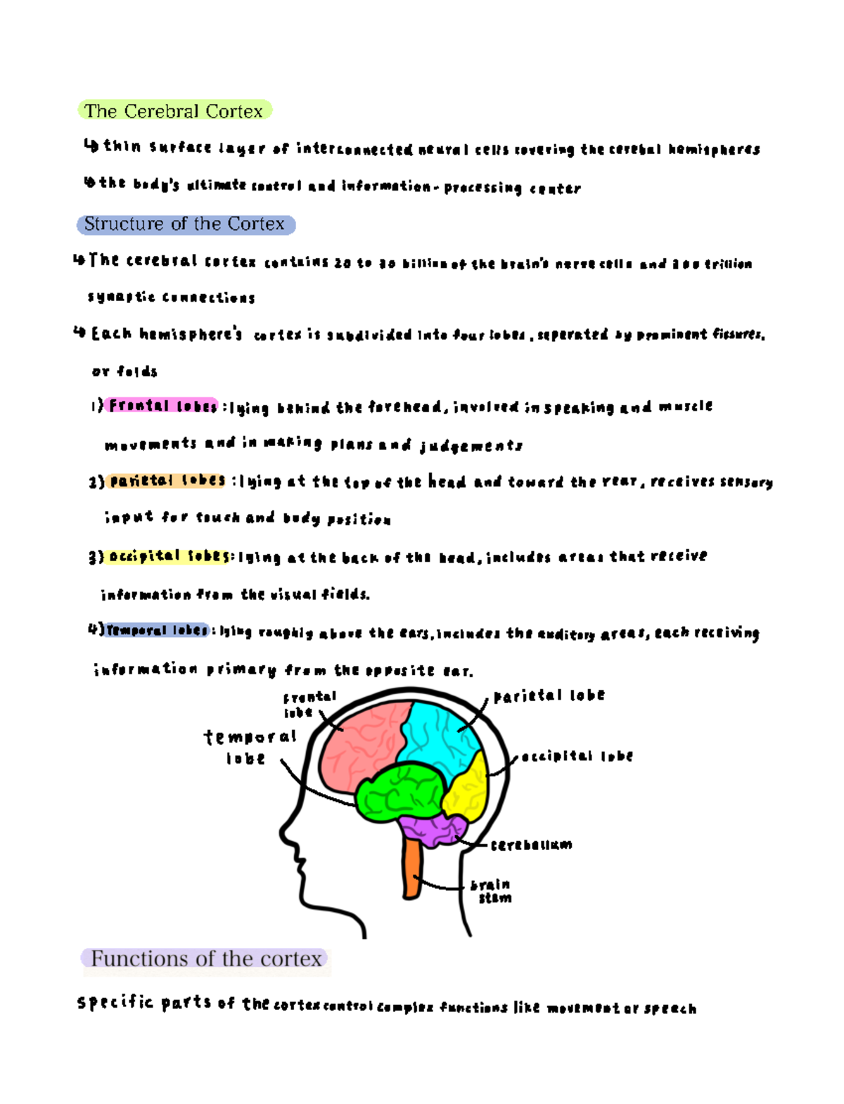 Module 5 The cerebral cortex - thin surface layer of interconnected ...
