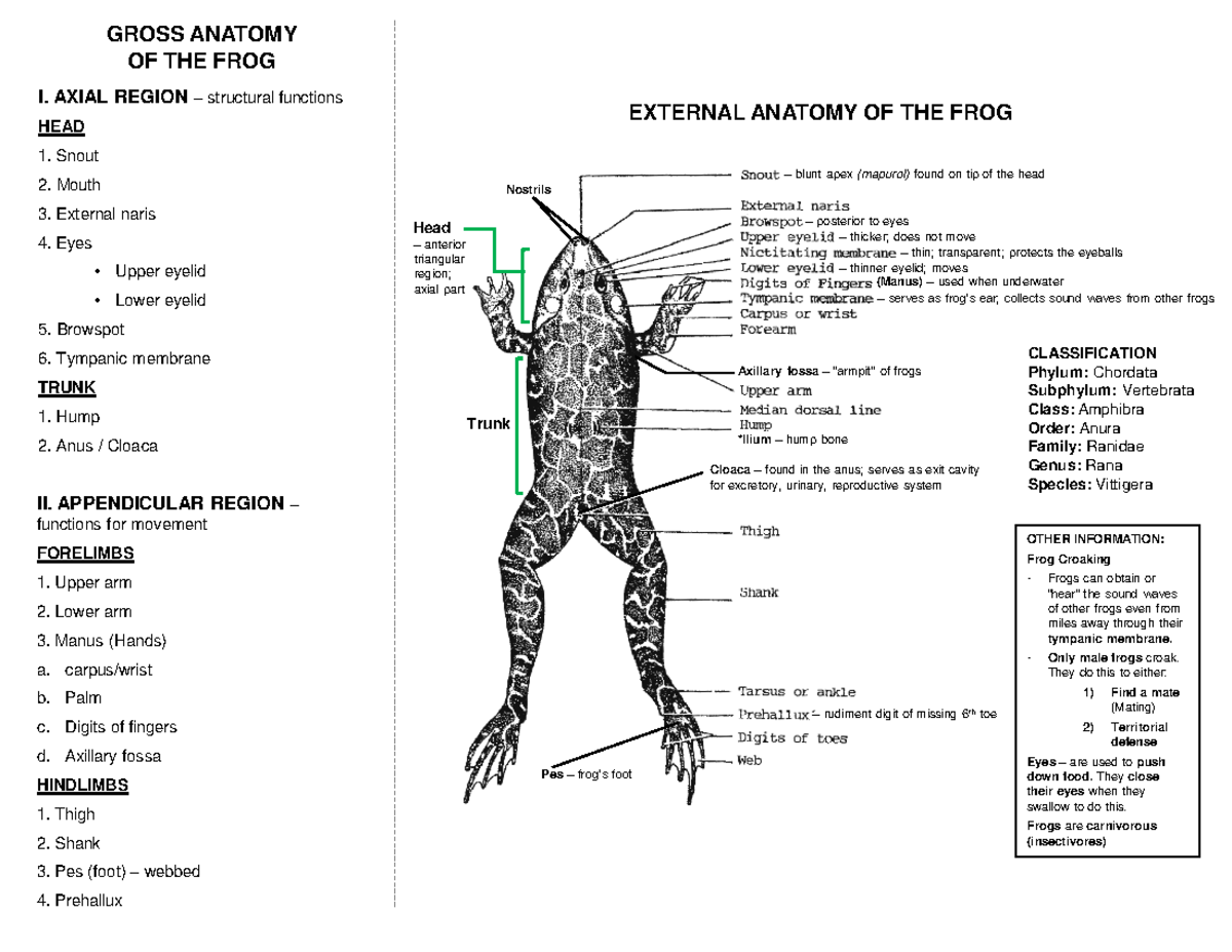 Lecture On Frog Anatomy Bucal Cavity External GROSS ANATOMY OF 