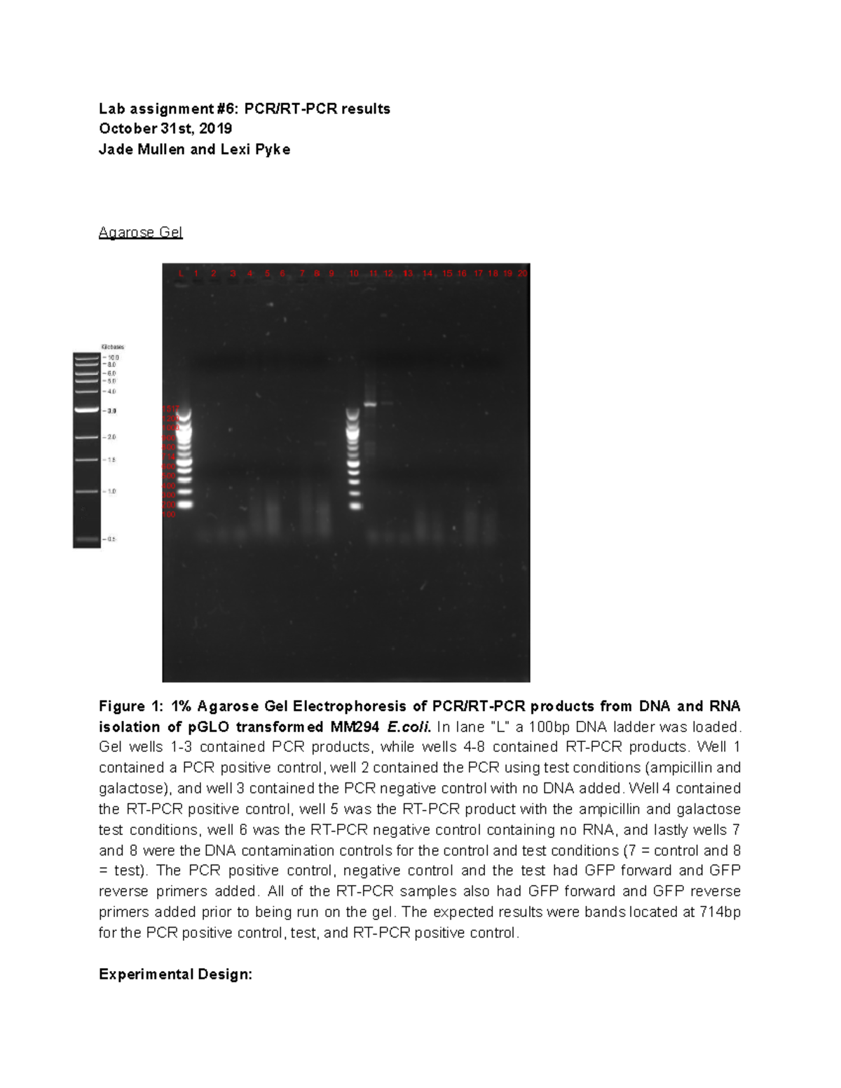 Lab Assignment 6 - Example lab - Lab assignment #6: PCR/RT-PCR results ...