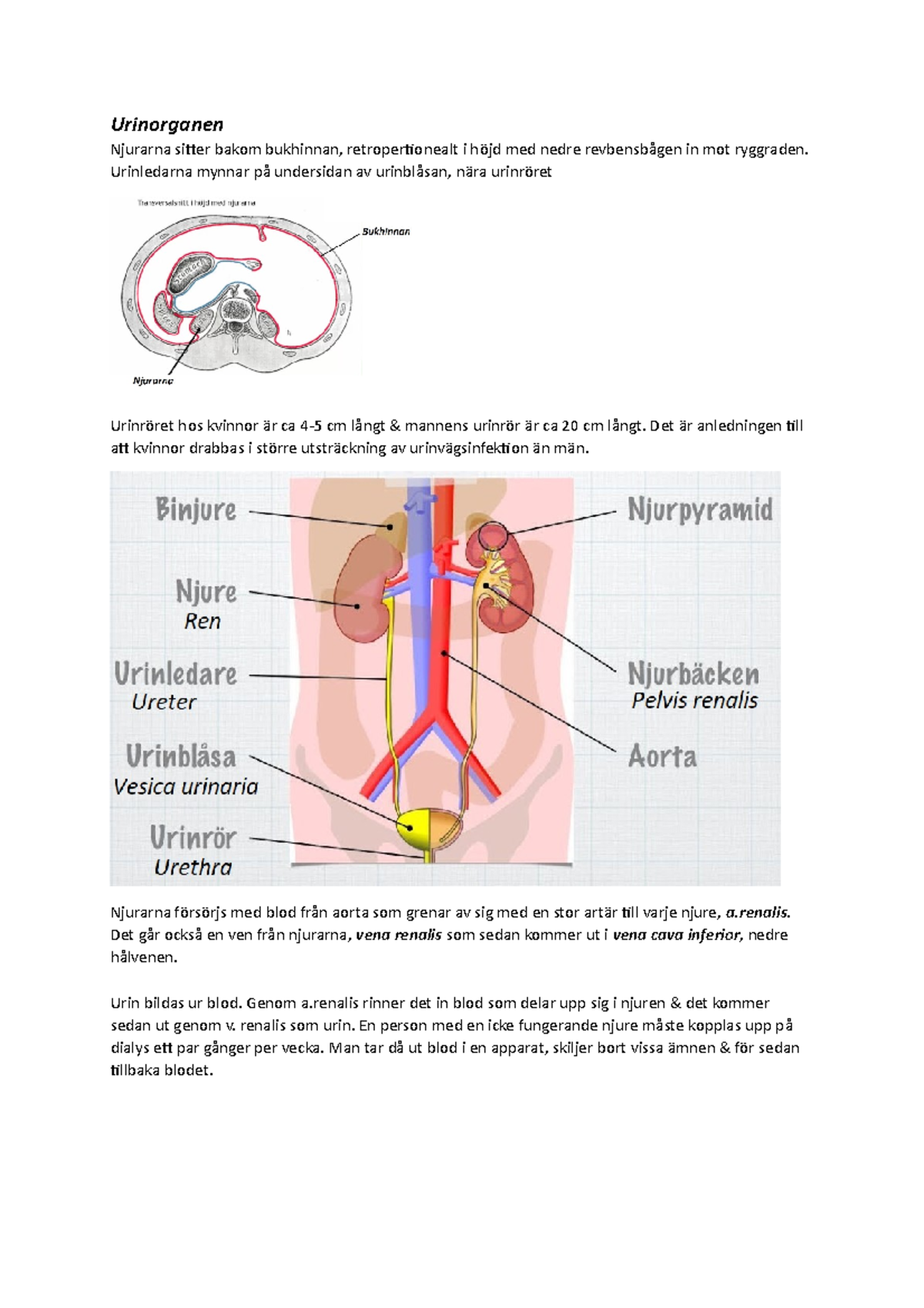 Urinorgan anatomi - 1SK103 - Urinorganen Njurarna sitter bakom bukhinnan, retropertionealt i ...
