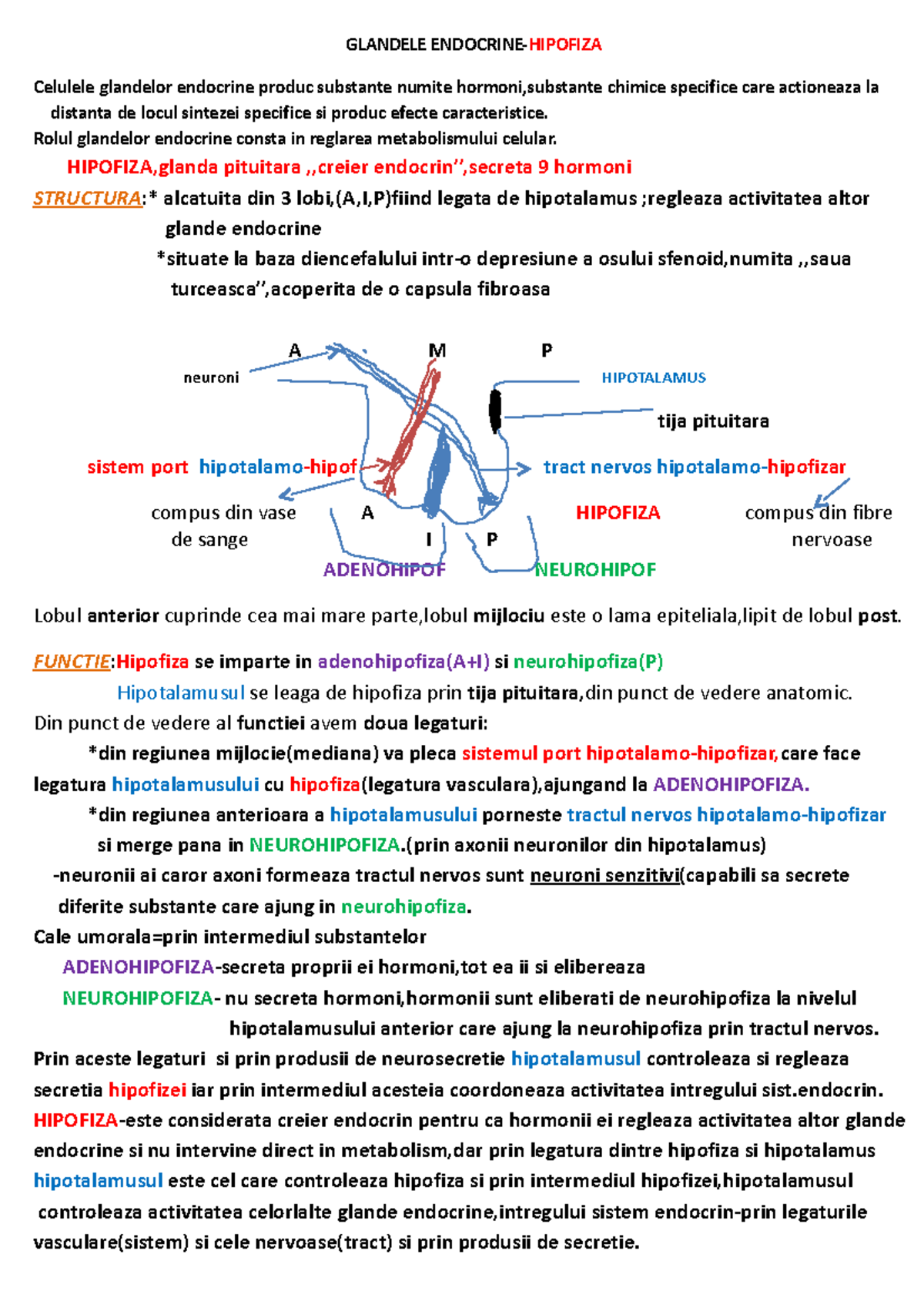 Glandele Endocrine-hipofiza - GLANDELE ENDOCRINE-HIPOFIZA Celulele ...