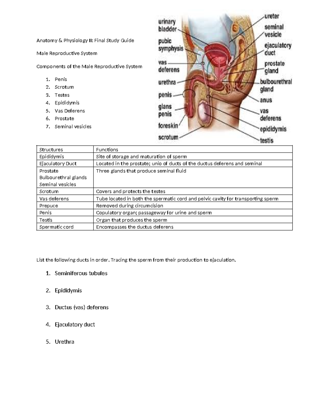 A& P Final Guide - Anatomy & Physiology II: Final Study Guide Male ...