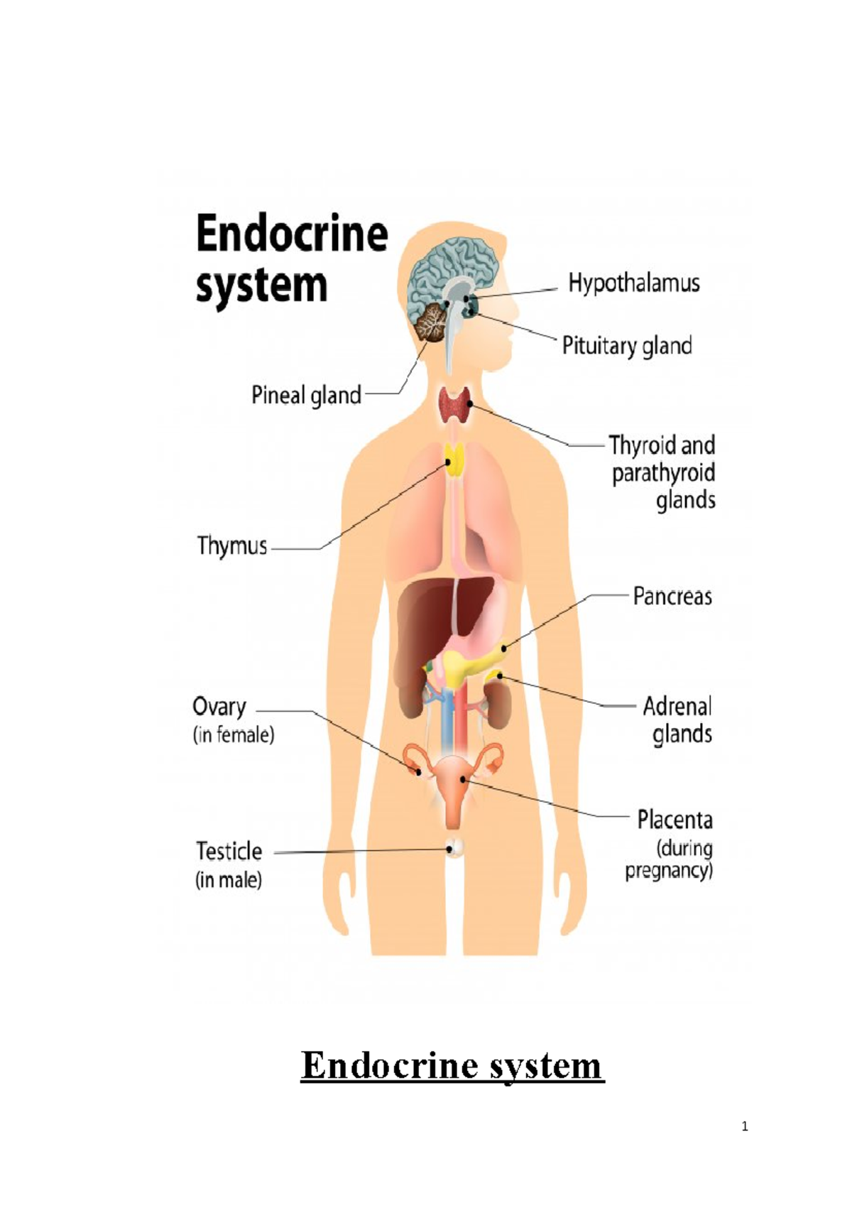 Endocrine glands - FOR ASSIGNMENT - Endocrine system The endocrine system is a network of glands ...