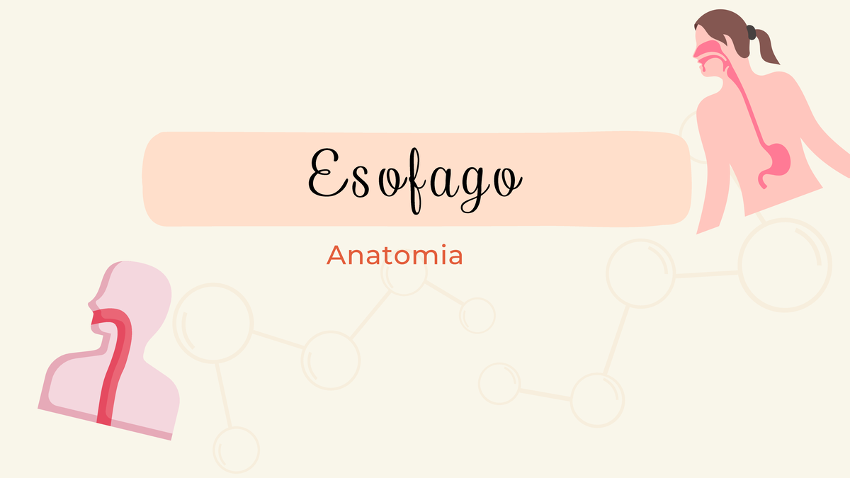 Presentacion de las generalidades del esofago - Anatomia Esofago ...