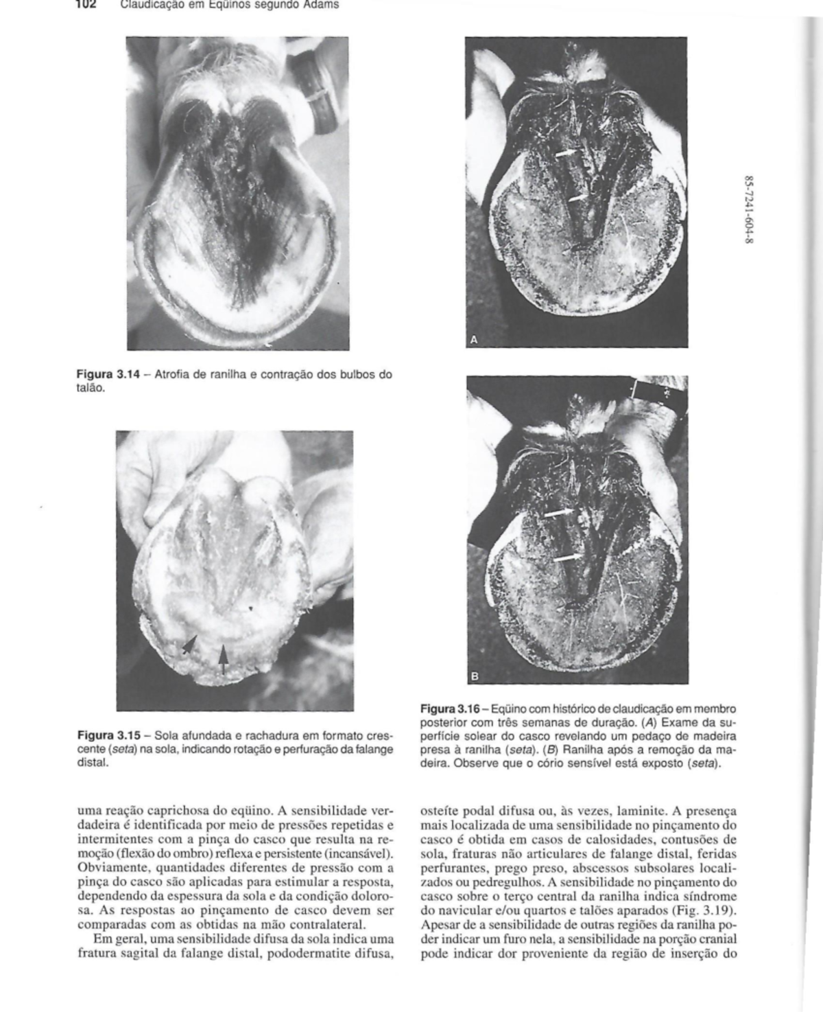 Claudicação - Medicina VETERINARIA - Studocu
