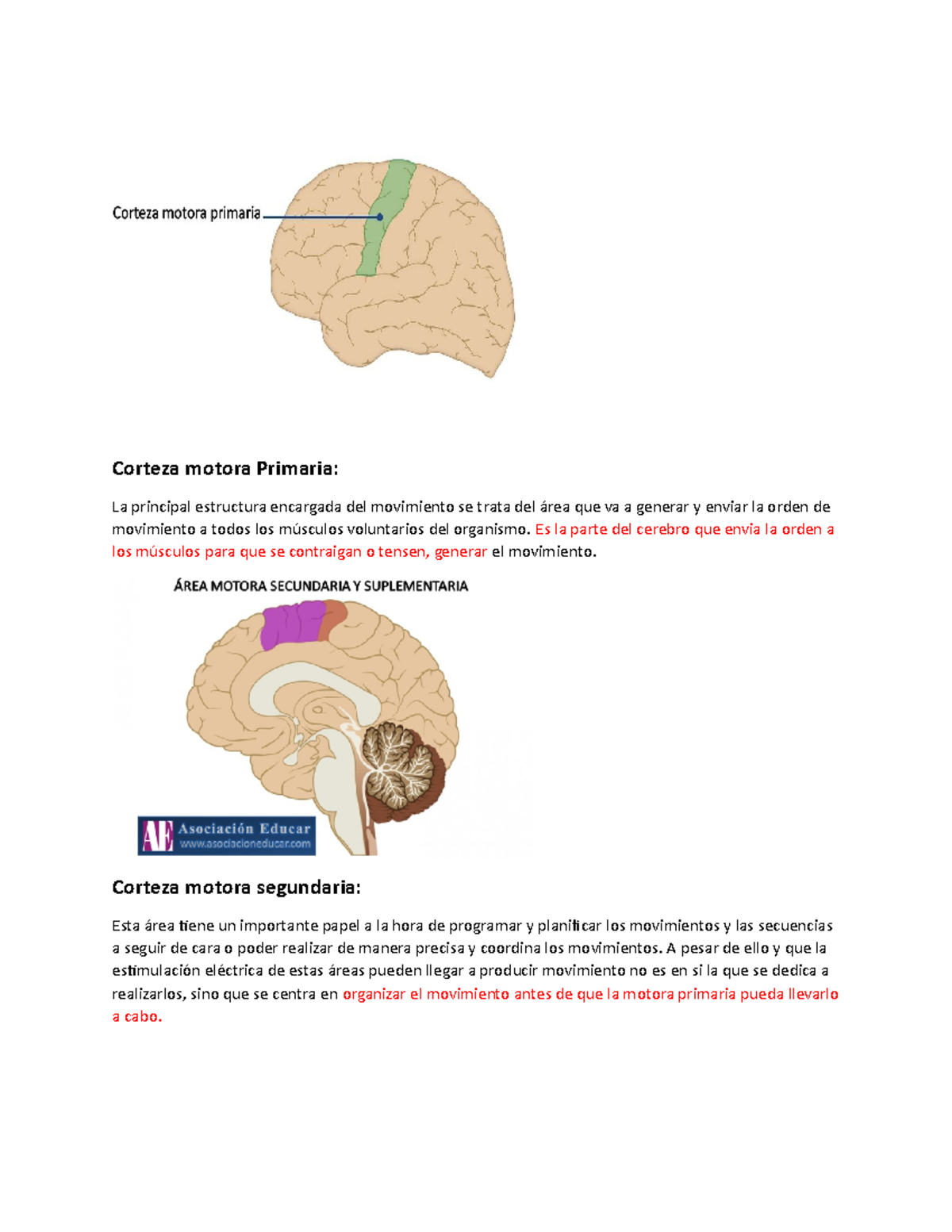 Xd - texto expositivo - Corteza motora Primaria: La principal ...