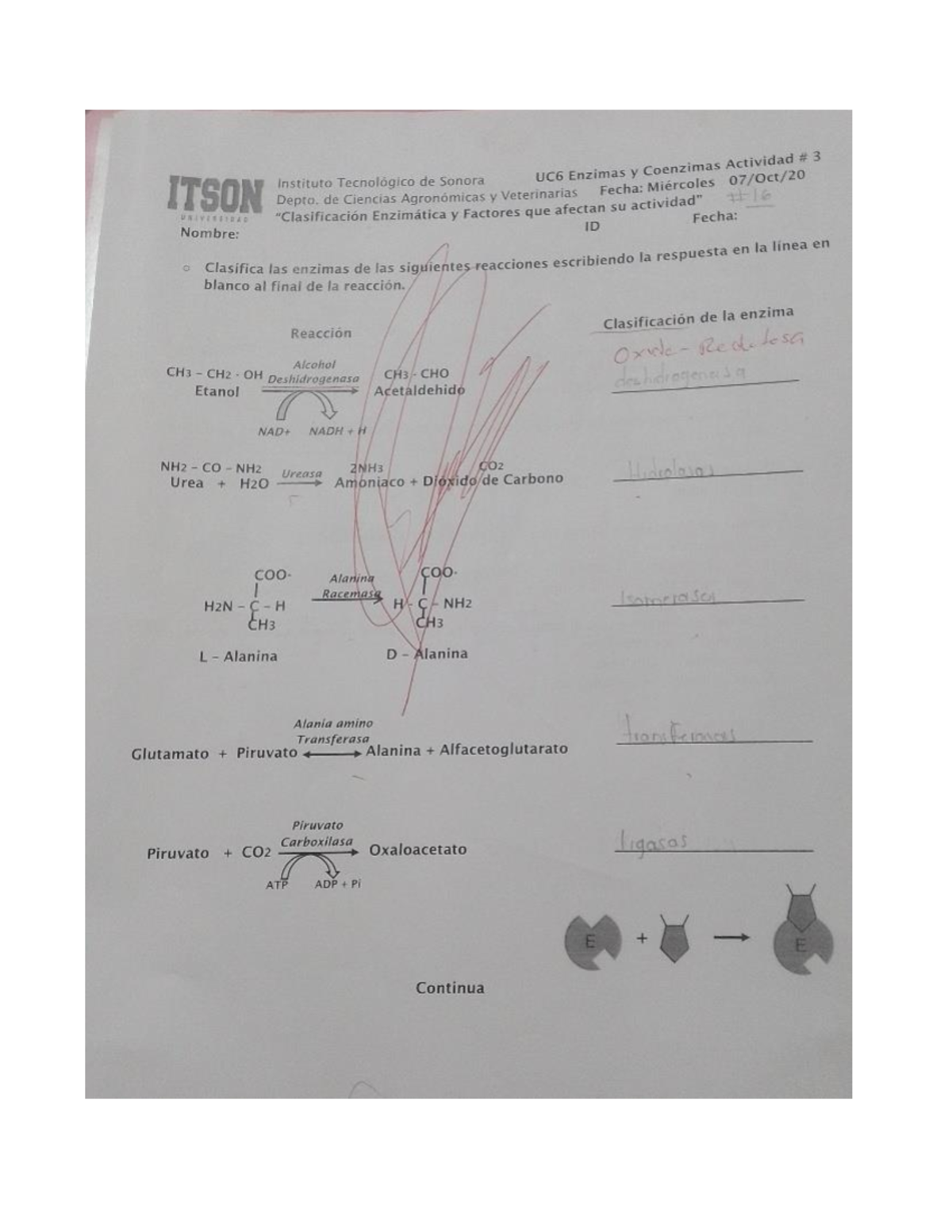 Act 16' contigo - actividad bioquímica - de Sonora UC6 Enzimas y Coenzimas Actividad 3 ITSON ...