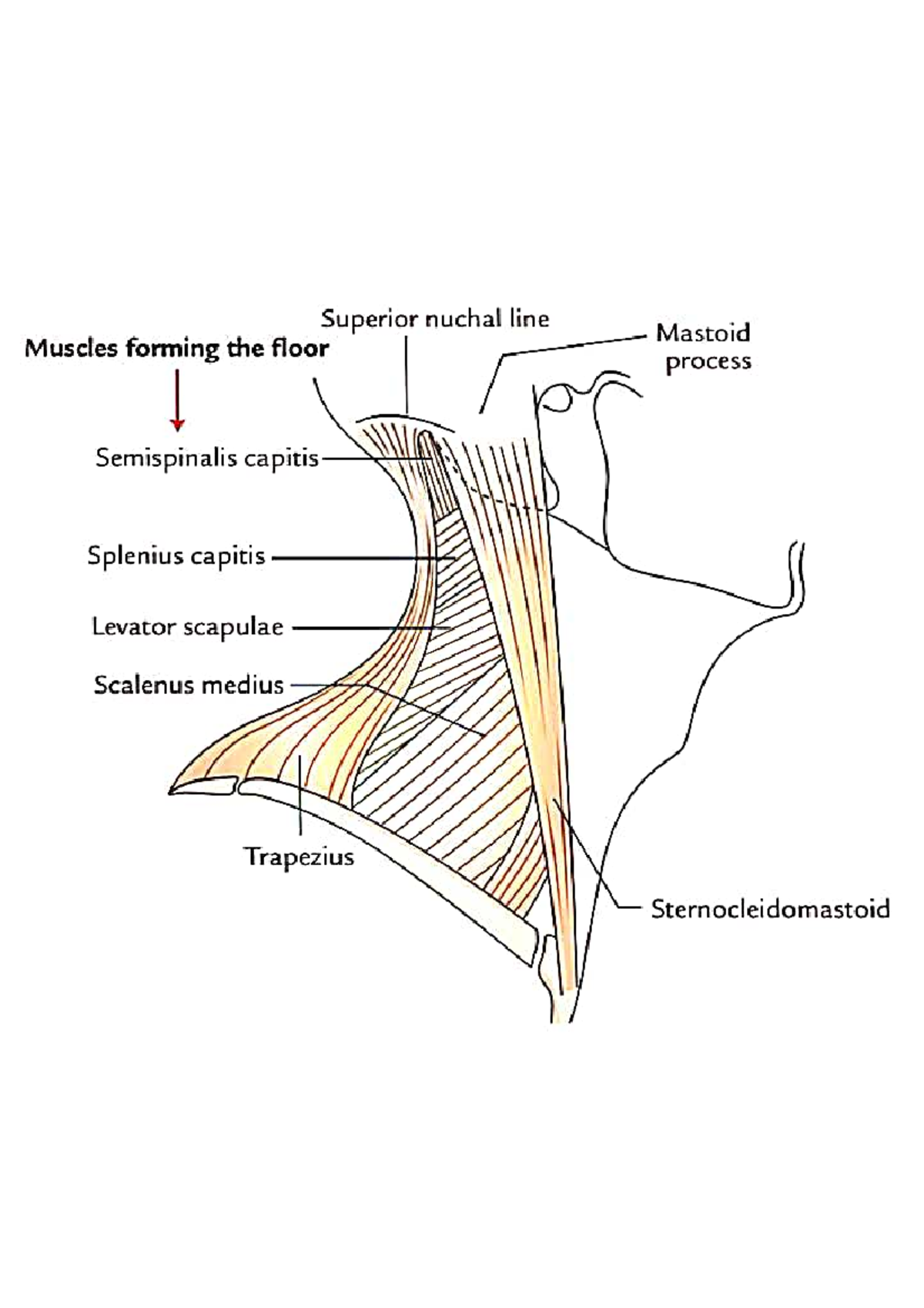 Posterior triangle of neck - situated behind sternoeleidomastard ...