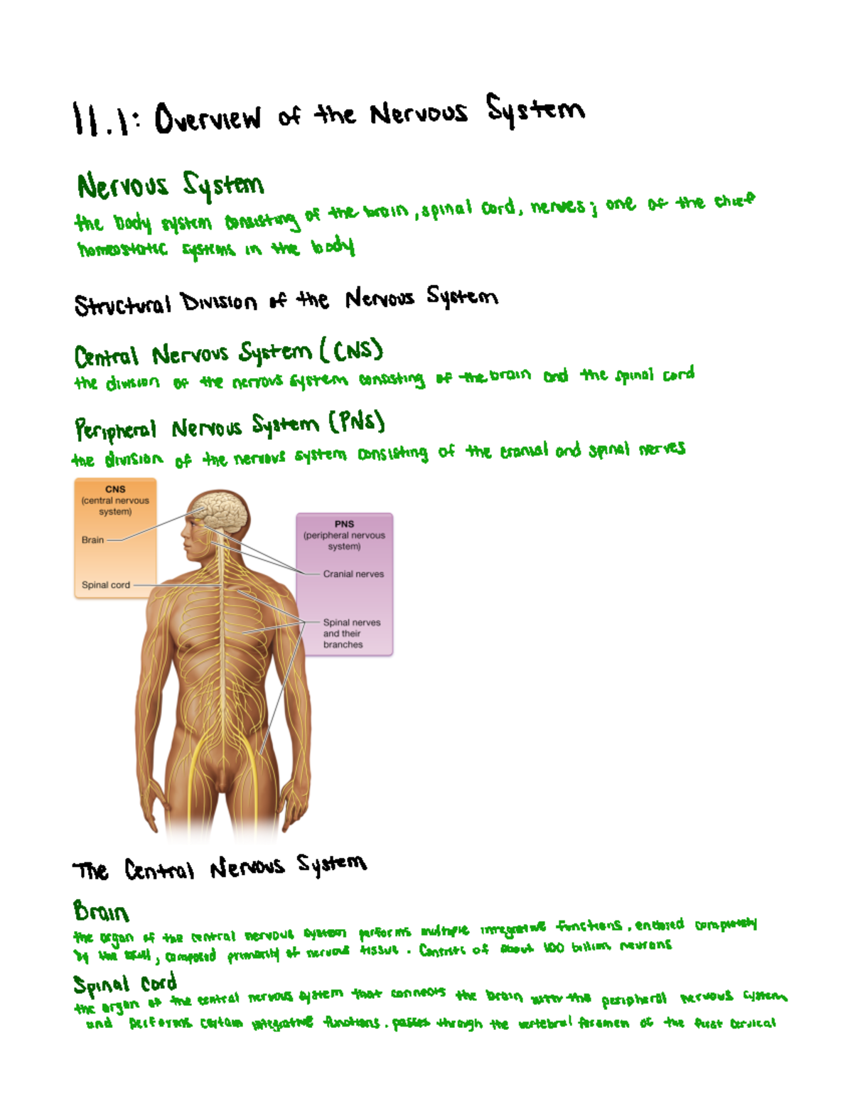 Chapter 11 - Introduction to the Nervous System and Nervous Tissue - 1 ...