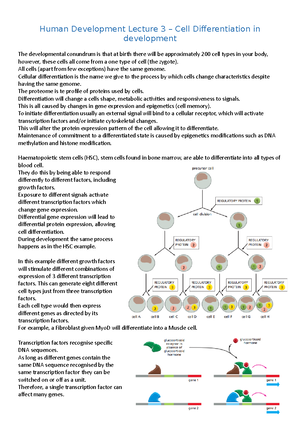 Human Development, Organogenesis and Anatomy Lecture 6 - Human ...