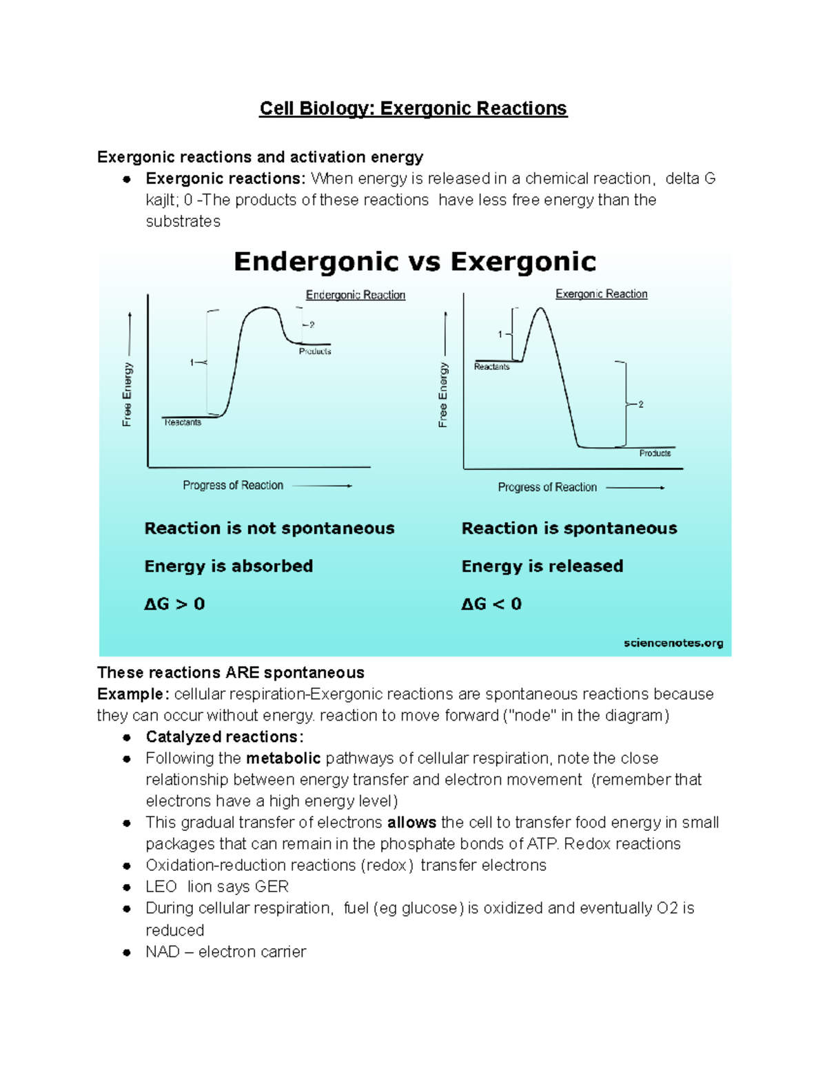 Cell Biology Exergonic Reactions - Cell Biology: Exergonic Reactions ...