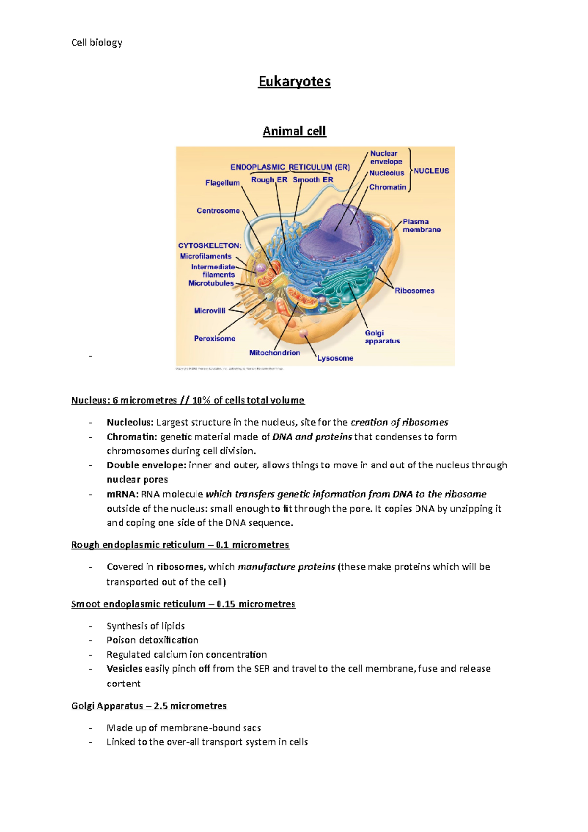 Eukaryotes - notes - Eukaryotes Animal cell - Nucleus: 6 micrometres ...