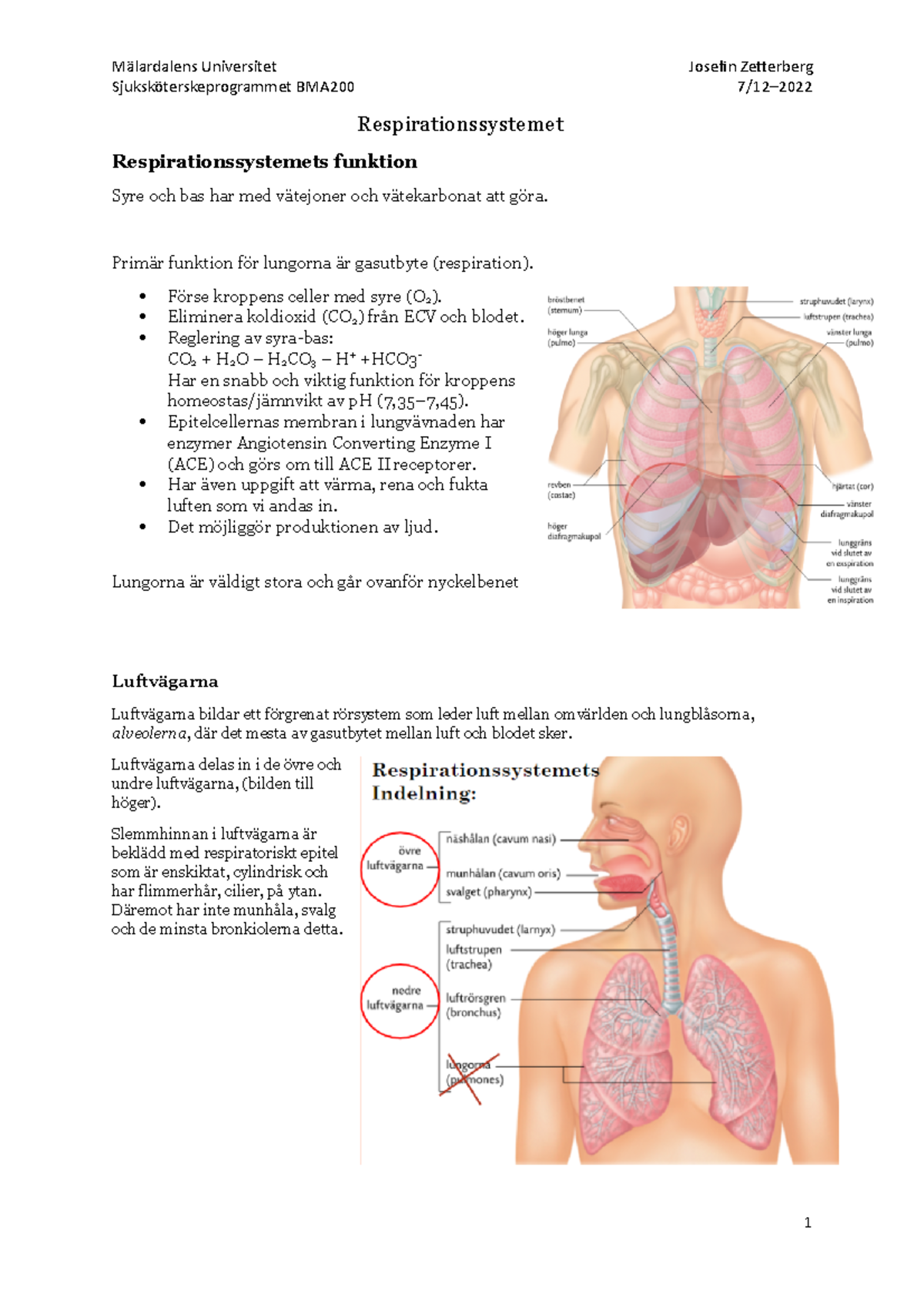 Respirationssystemet - Sjuksköterskeprogrammet BMA200 7/12 ...