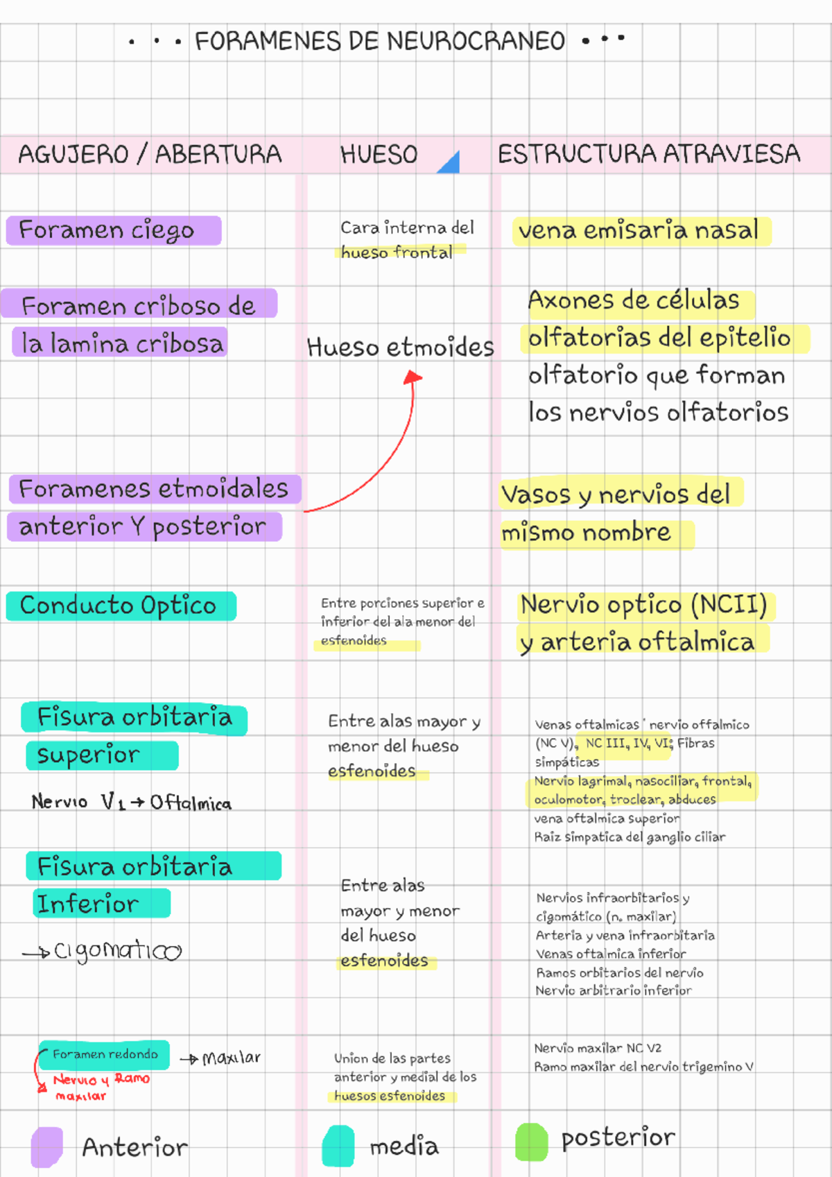 Foramenes del craneo - FORAMENES DE NEUROCRANEO AGUJERO ABERTURA HUESO ...